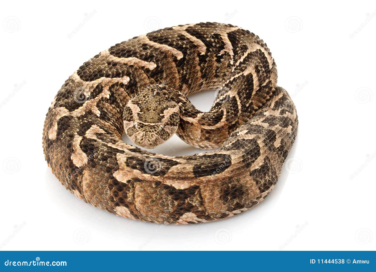 Puff Adder / Bitis Arietans Royalty-Free Stock Photo | CartoonDealer ...