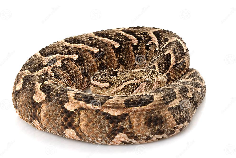Puff adder stock image. Image of deadly, nature, crawling - 11444555