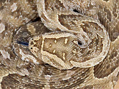 Puff adder stock photo. Image of defensive, deadly, poison - 18083154