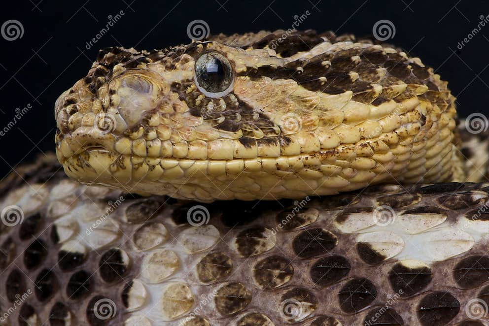 Puff adder stock image. Image of fangs, venomous, dangerous - 19351333