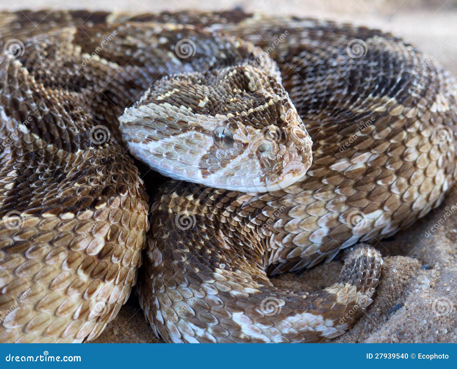 Puff adder stock photo. Image of slither, reptile, pattern - 27939540