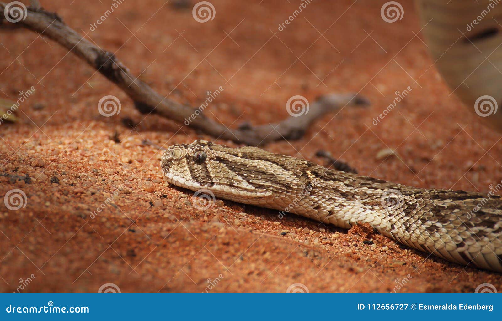 Puff adder stock image. Image of dangerous, namib, sand - 112656727