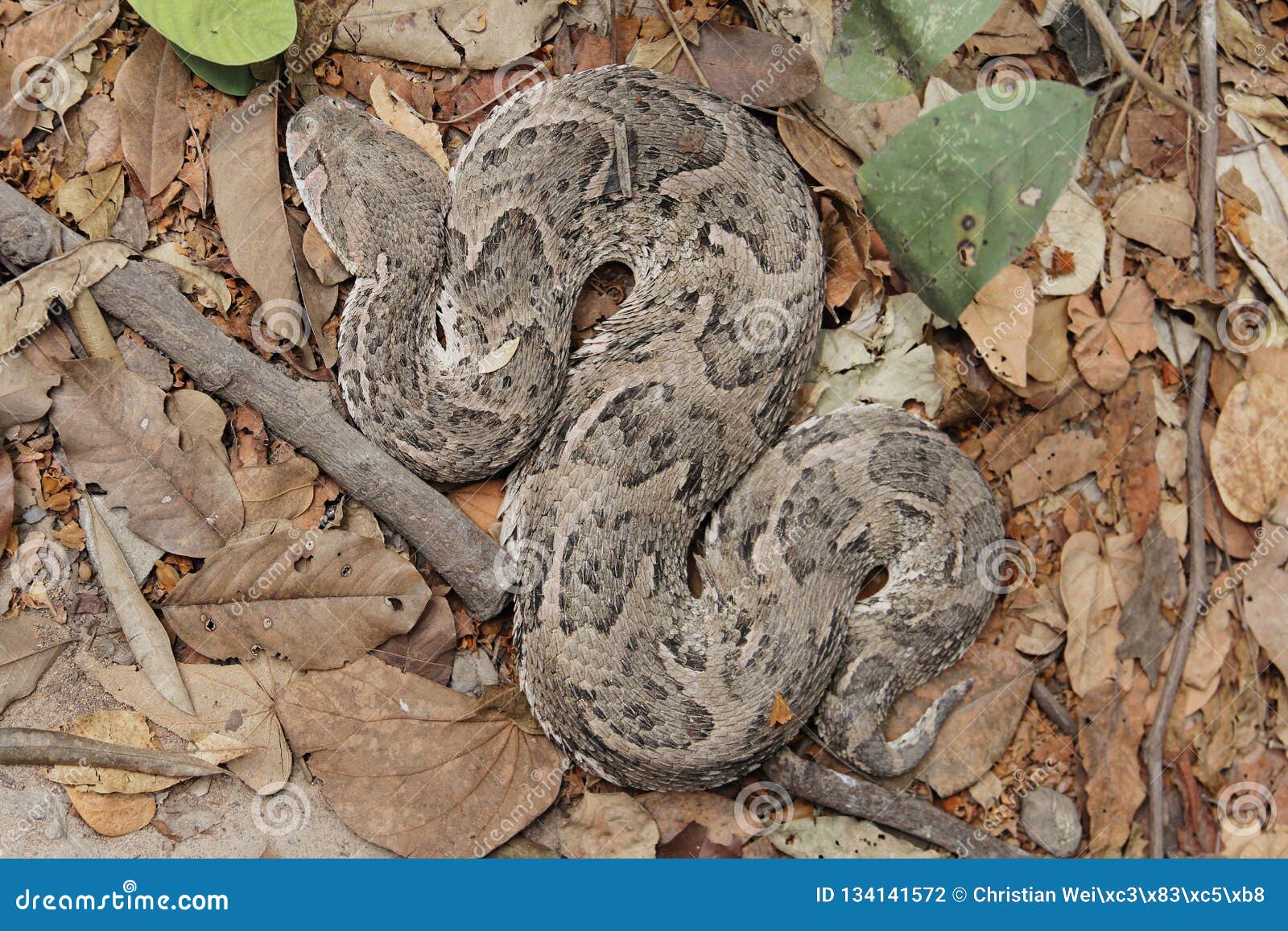 Puff adder Bitis arietans stock photo. Image of adder - 134141572