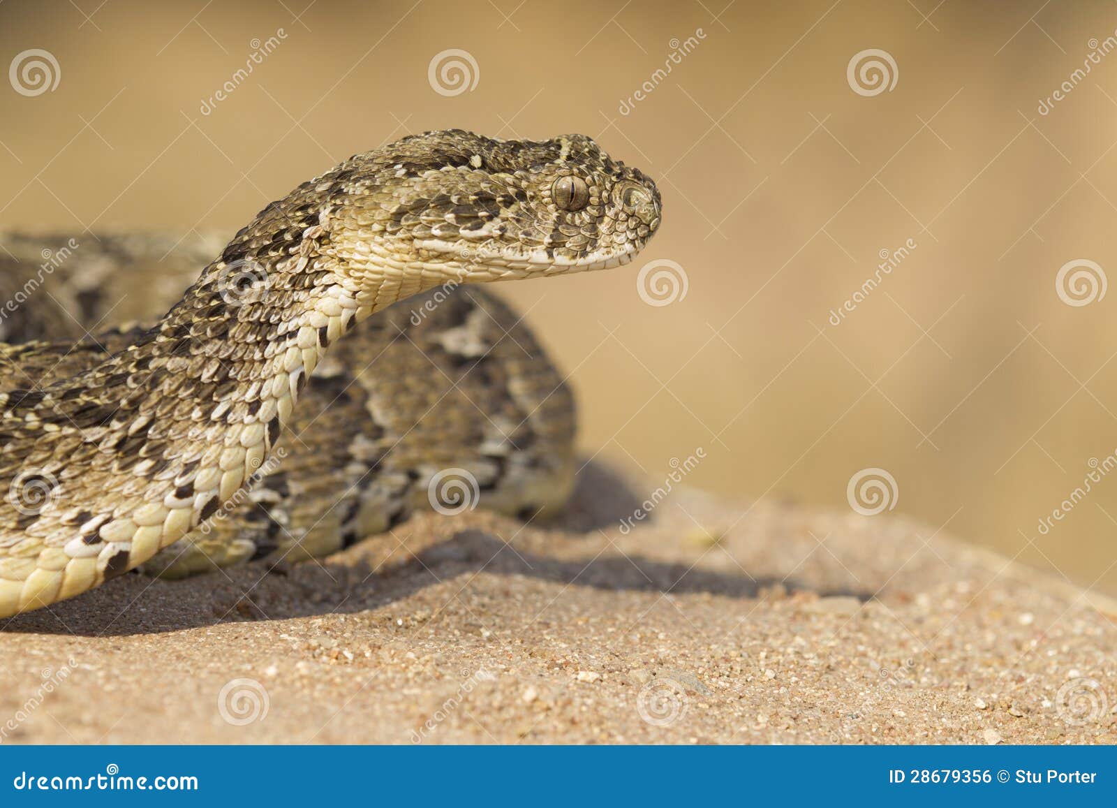 Puff Adder, (Bitis Arietans) South Africa Stock Photo - Image of ...