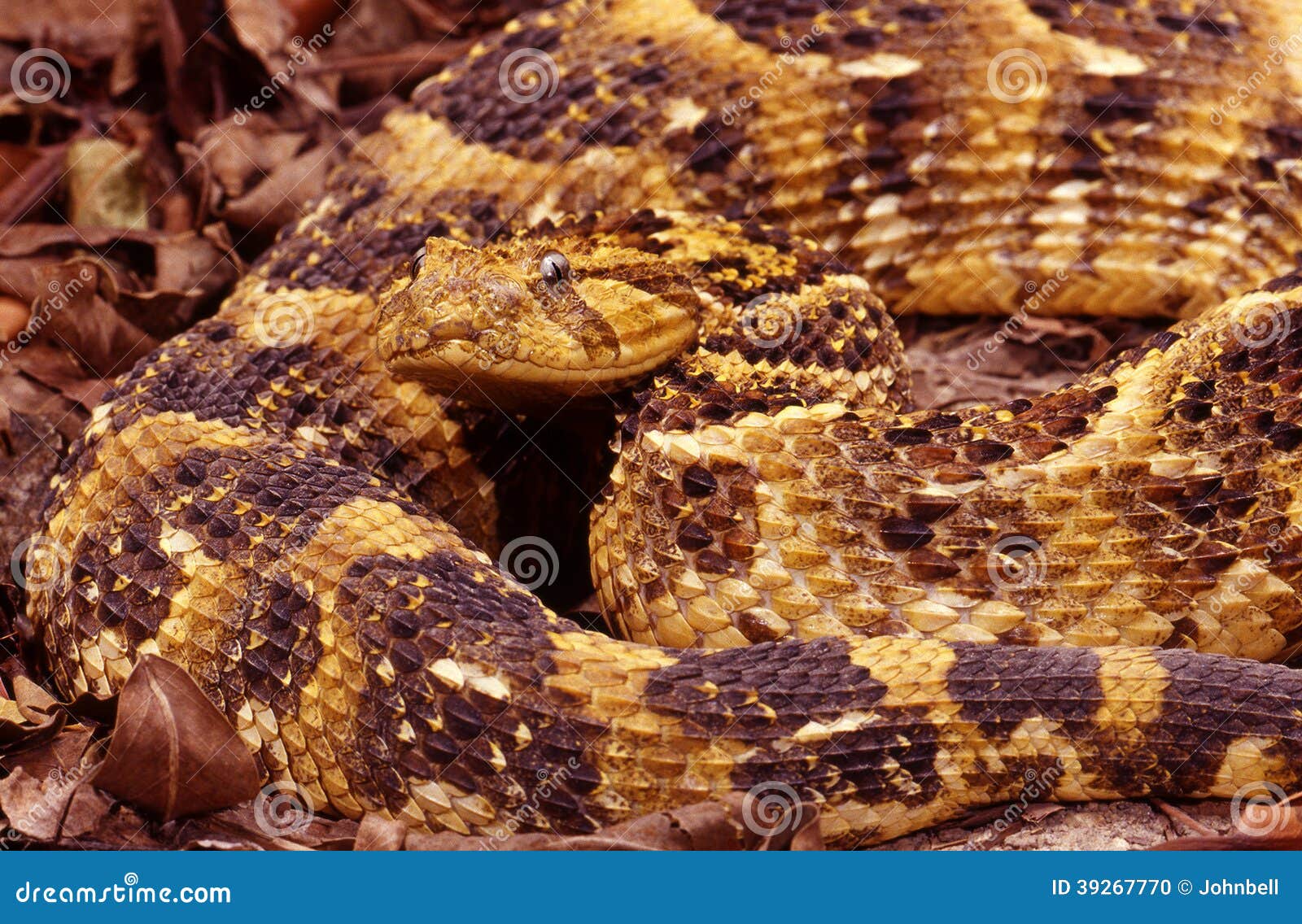 Puff Adder stock photo. Image of dangerous, scales, creature - 39267770