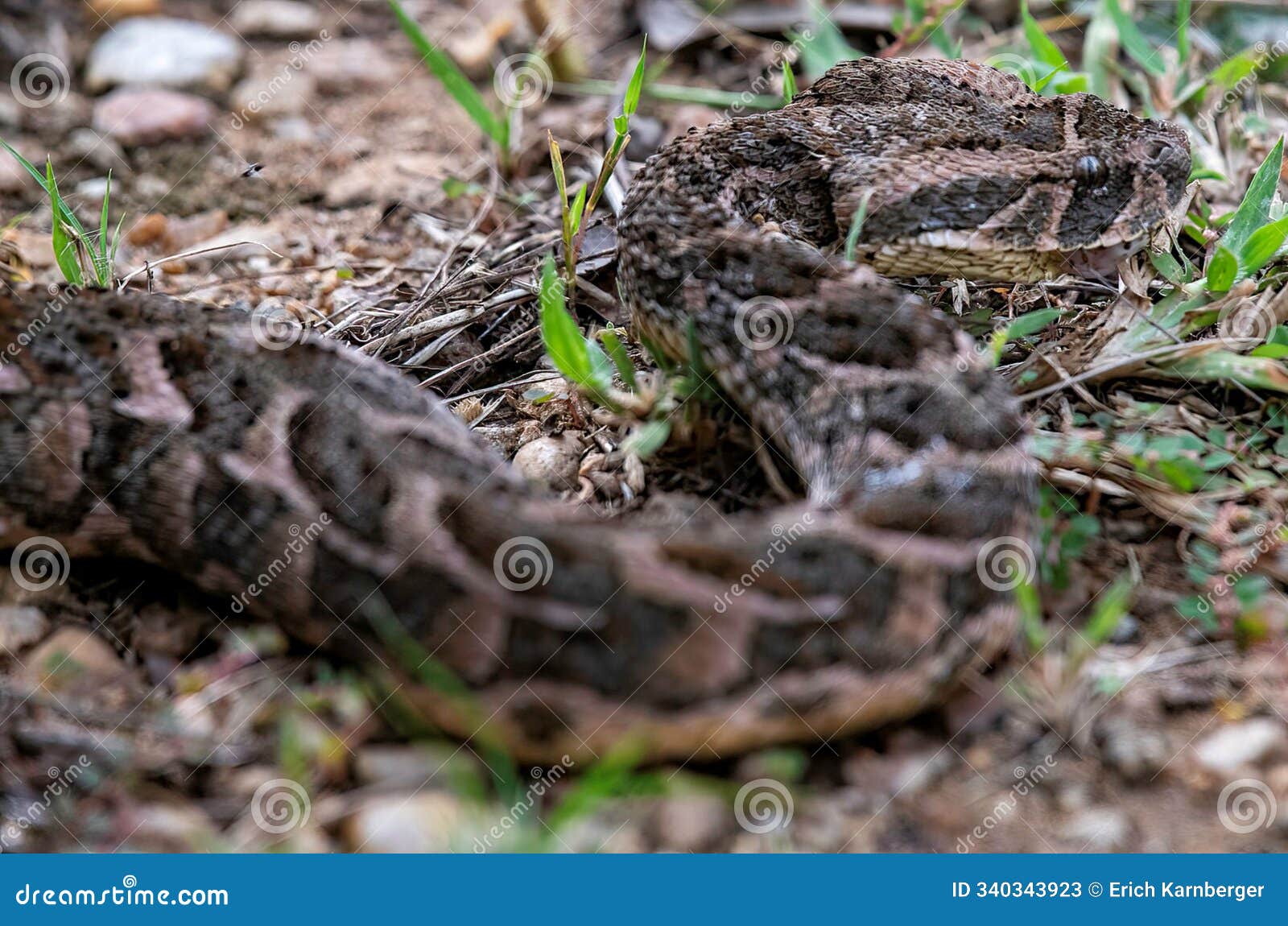 Puff Adder on Grass Ground Close Up Stock Image - Image of cytotoxic ...