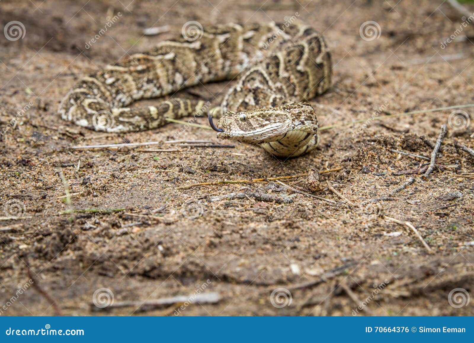 Puff adder on the ground. stock photo. Image of conservation - 70664376