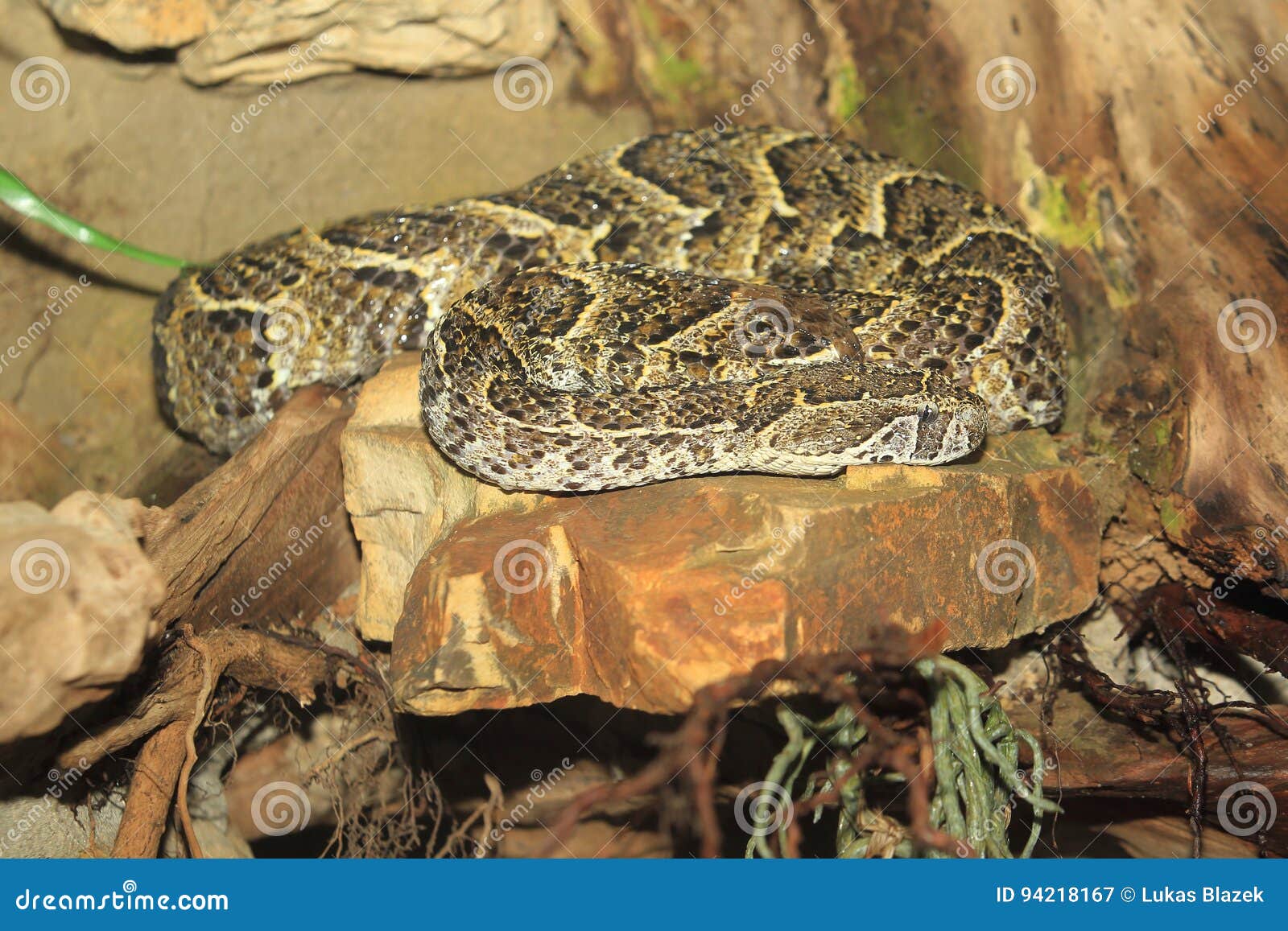 Puff Adder - Snake Background From Africa - Beautiful Stress And ...