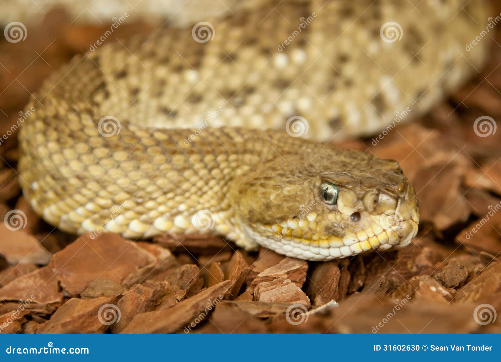 Puff Adder Slithering on Bark Stock Photo - Image of danger, adder ...