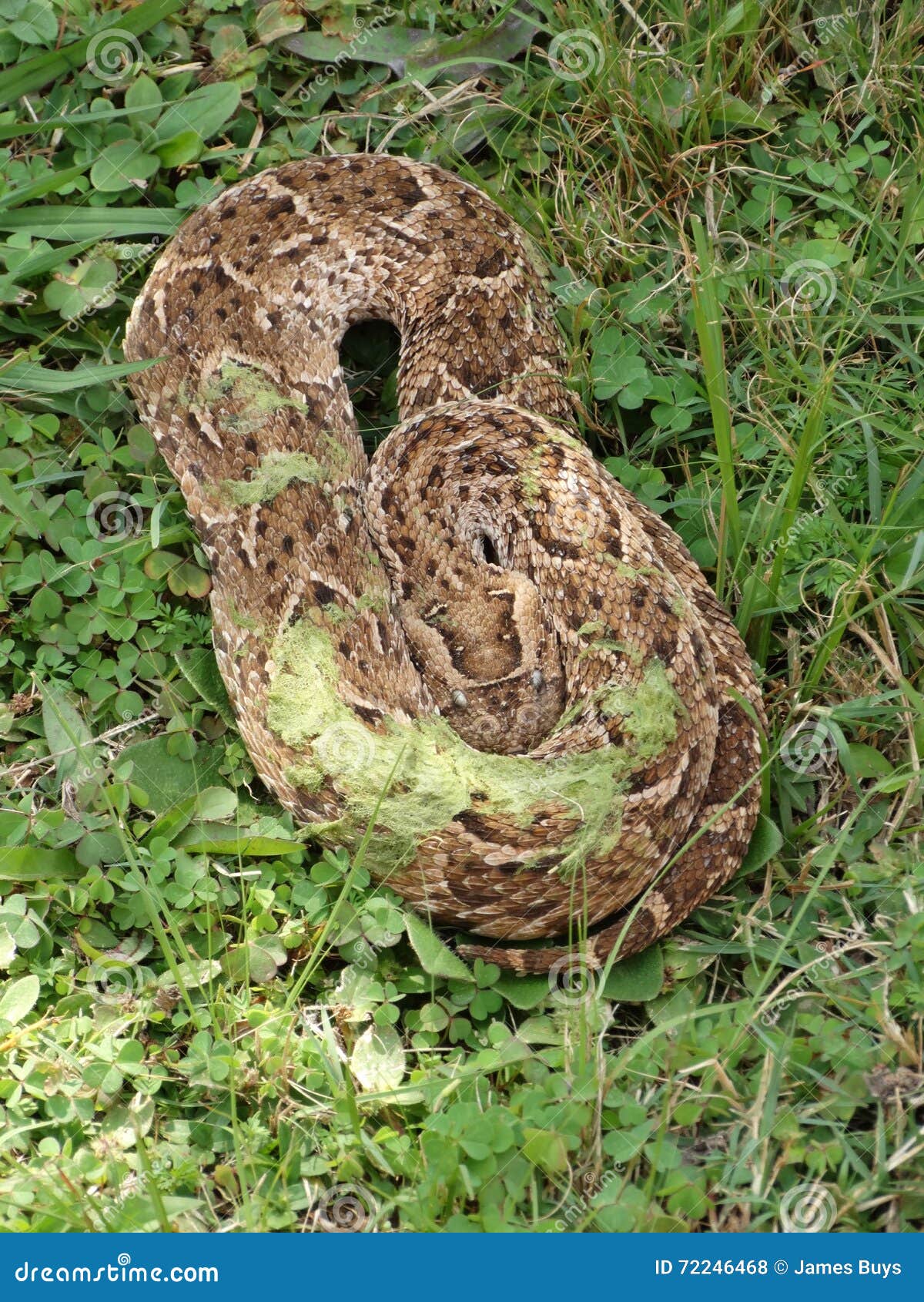 Puff Adder stock photo. Image of adder, animal, nature - 72246468
