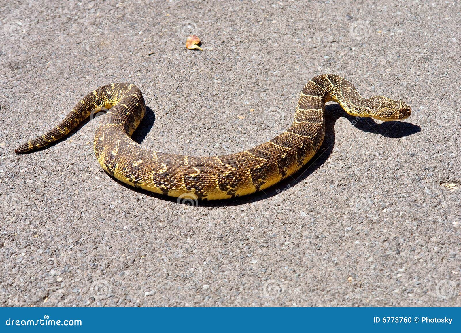 Puff Adder Stock Photo | CartoonDealer.com #43299072