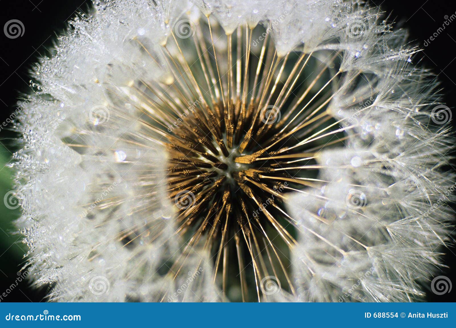 Puff-ball stock photo. Image of dewy, drop, light, plant - 688554