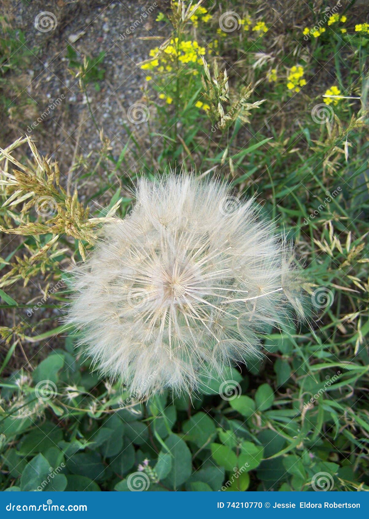Puff ball - abstract stock photo. Image of green, grasses - 74210770
