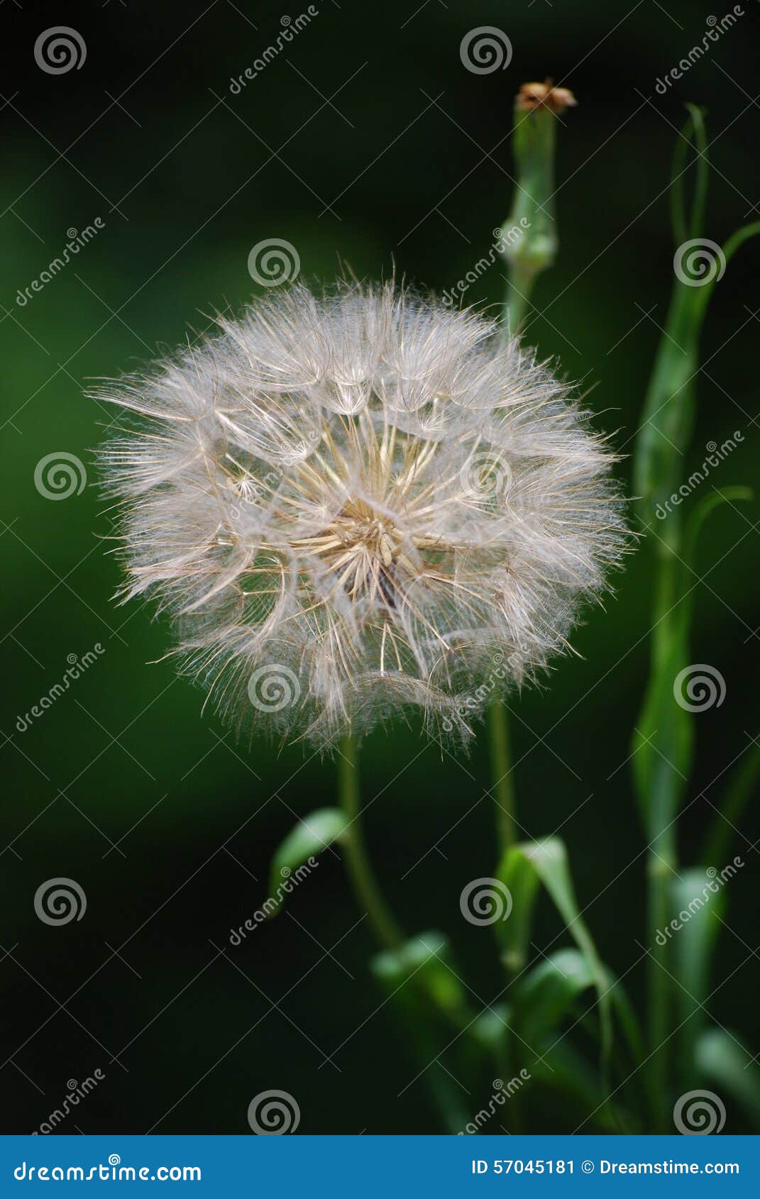 Puff Ball Dandelion stock image. Image of puff, wildflowers - 57045181