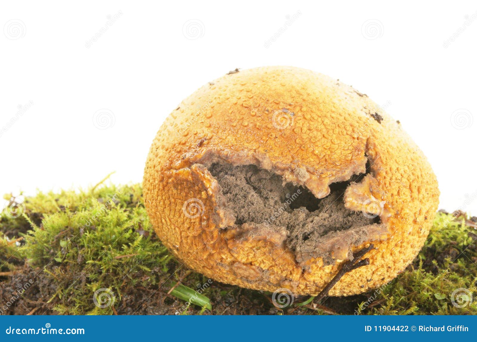 Puff Ball Fungi Stock Image | CartoonDealer.com #195822925