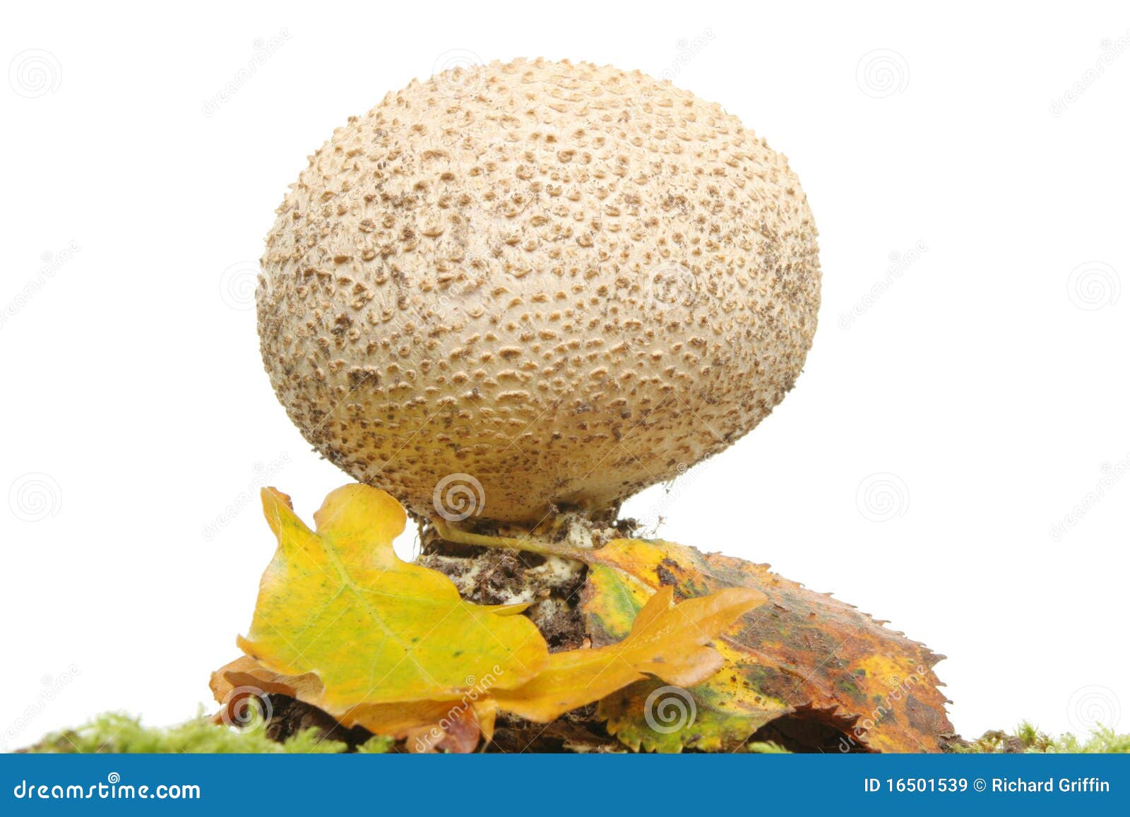 Puff Ball Fungi Stock Image | CartoonDealer.com #195822925
