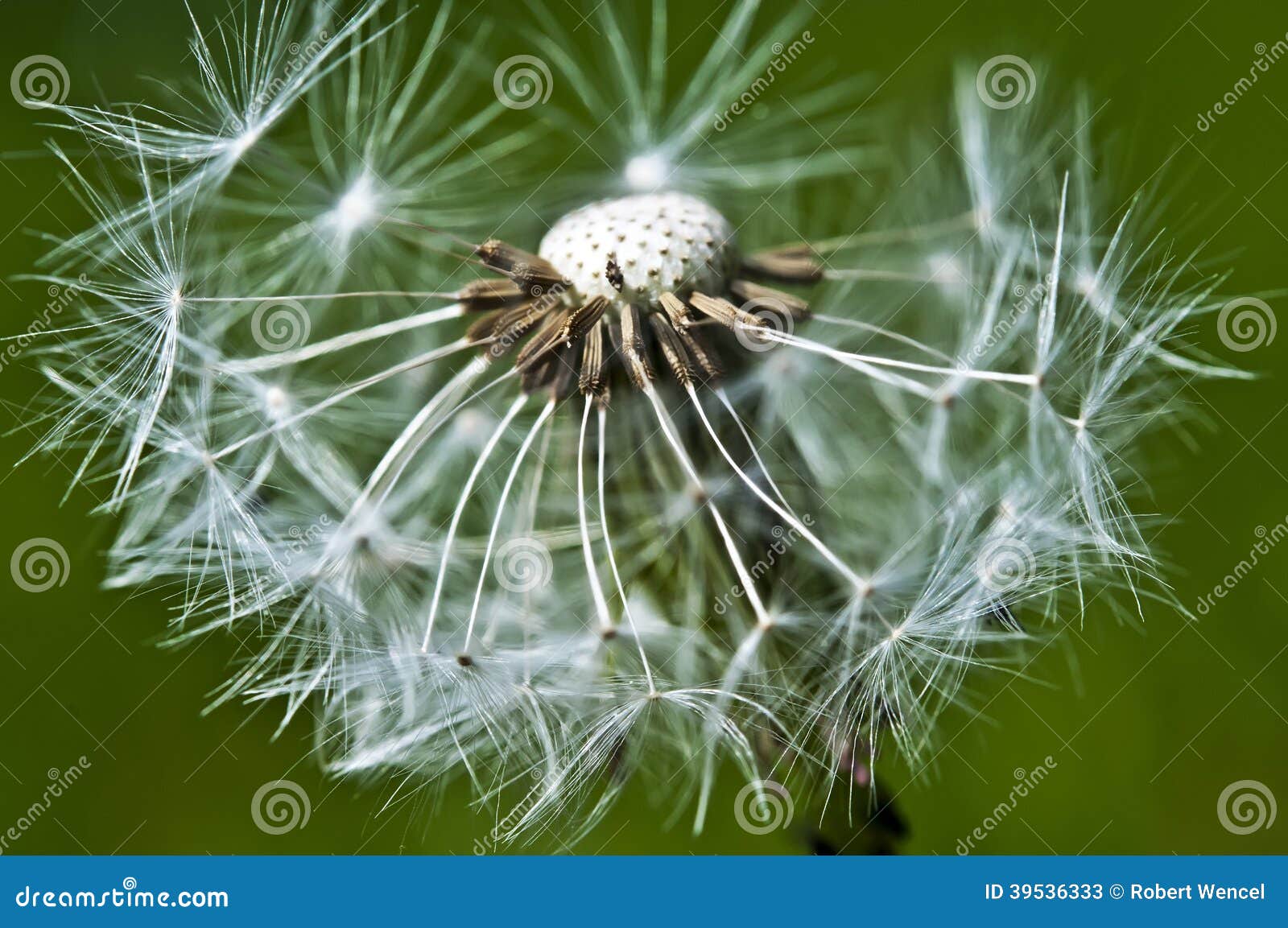 Puff Ball Fungi Stock Image | CartoonDealer.com #195822925