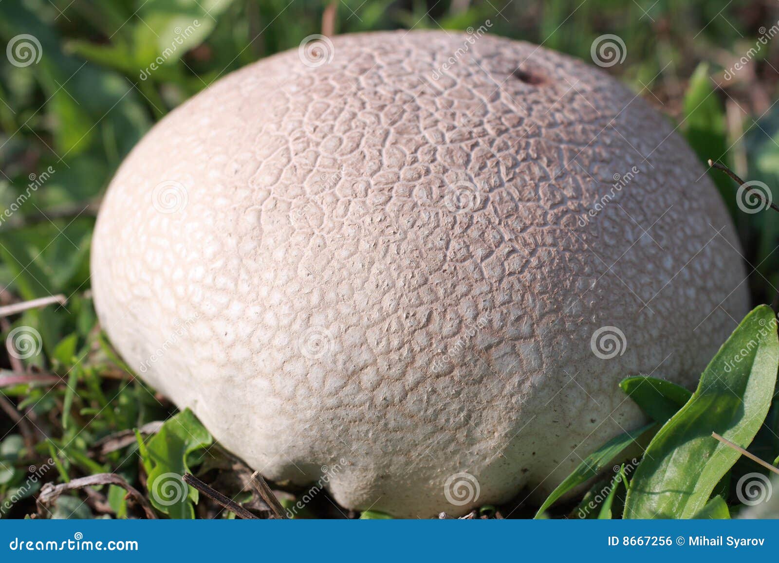 Puff-ball mushroom stock photo. Image of fungus, brown - 8667256