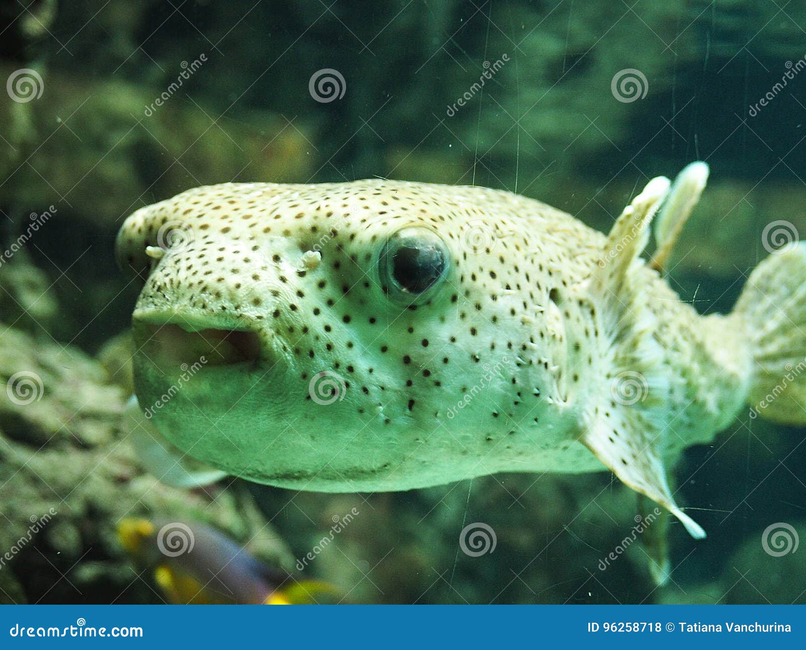 Puff fish funny portrait stock photo. Image of hairylobster - 96258718