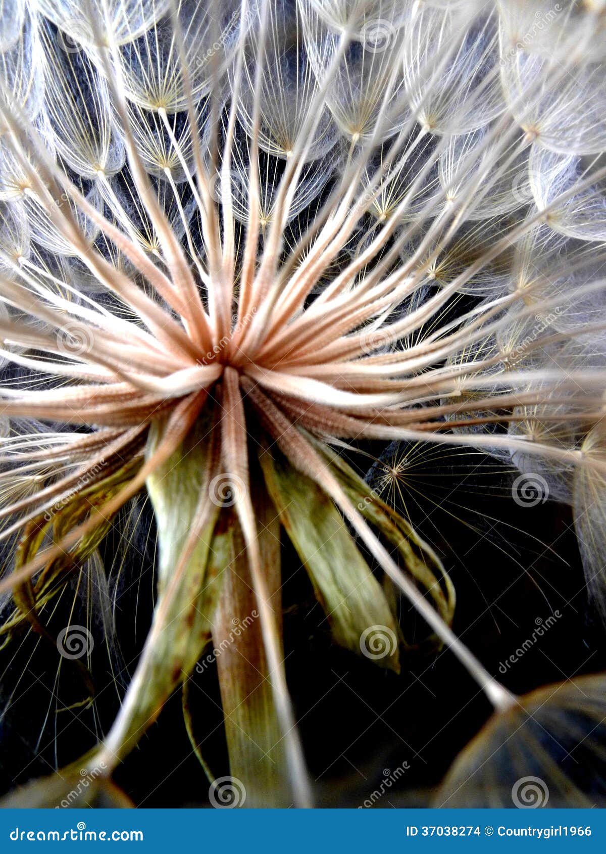 Puff s flower stock photo. Image of point, seed, blossom - 37038274