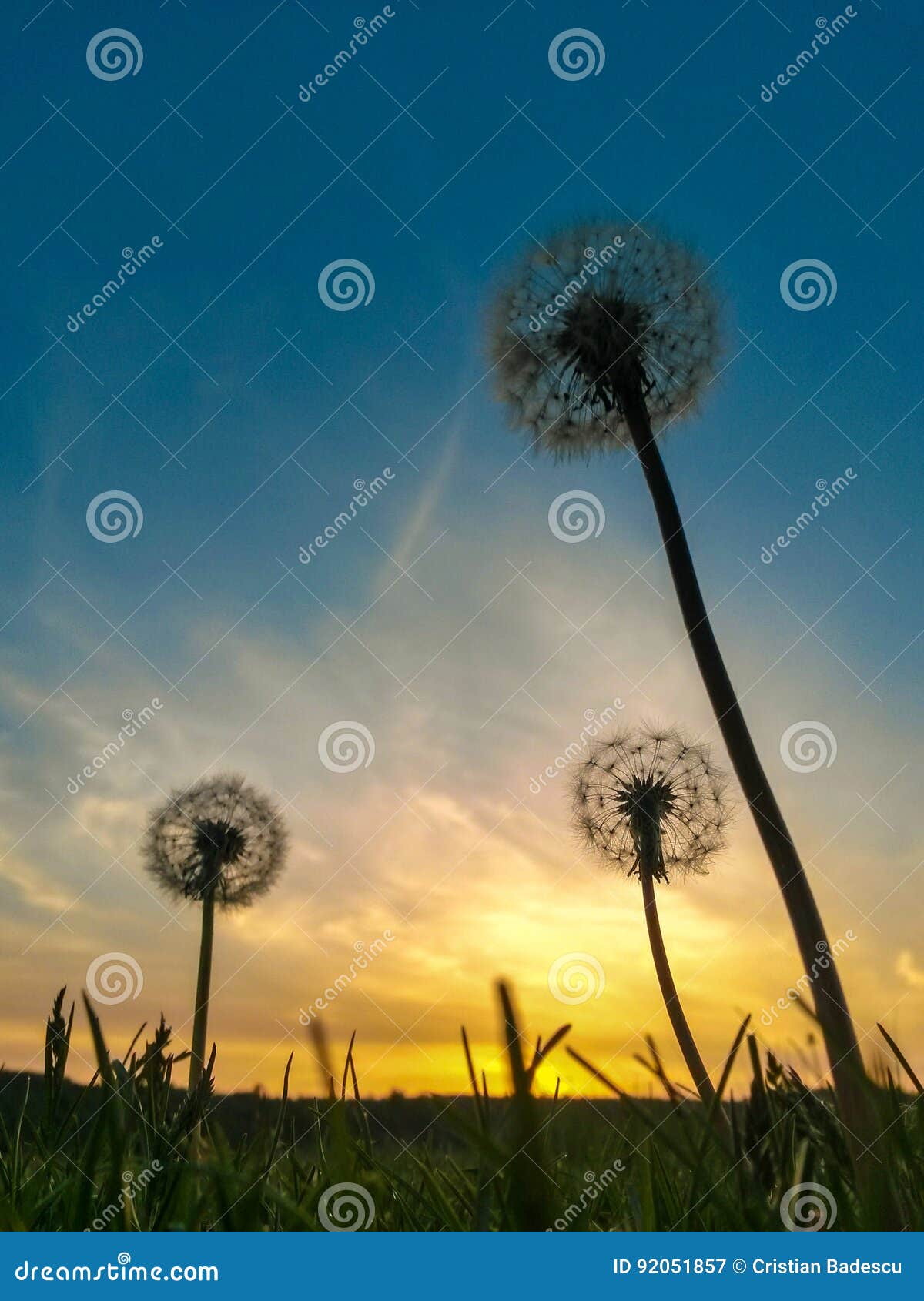 Puff stock image. Image of level, grass, spring, puff - 92051857