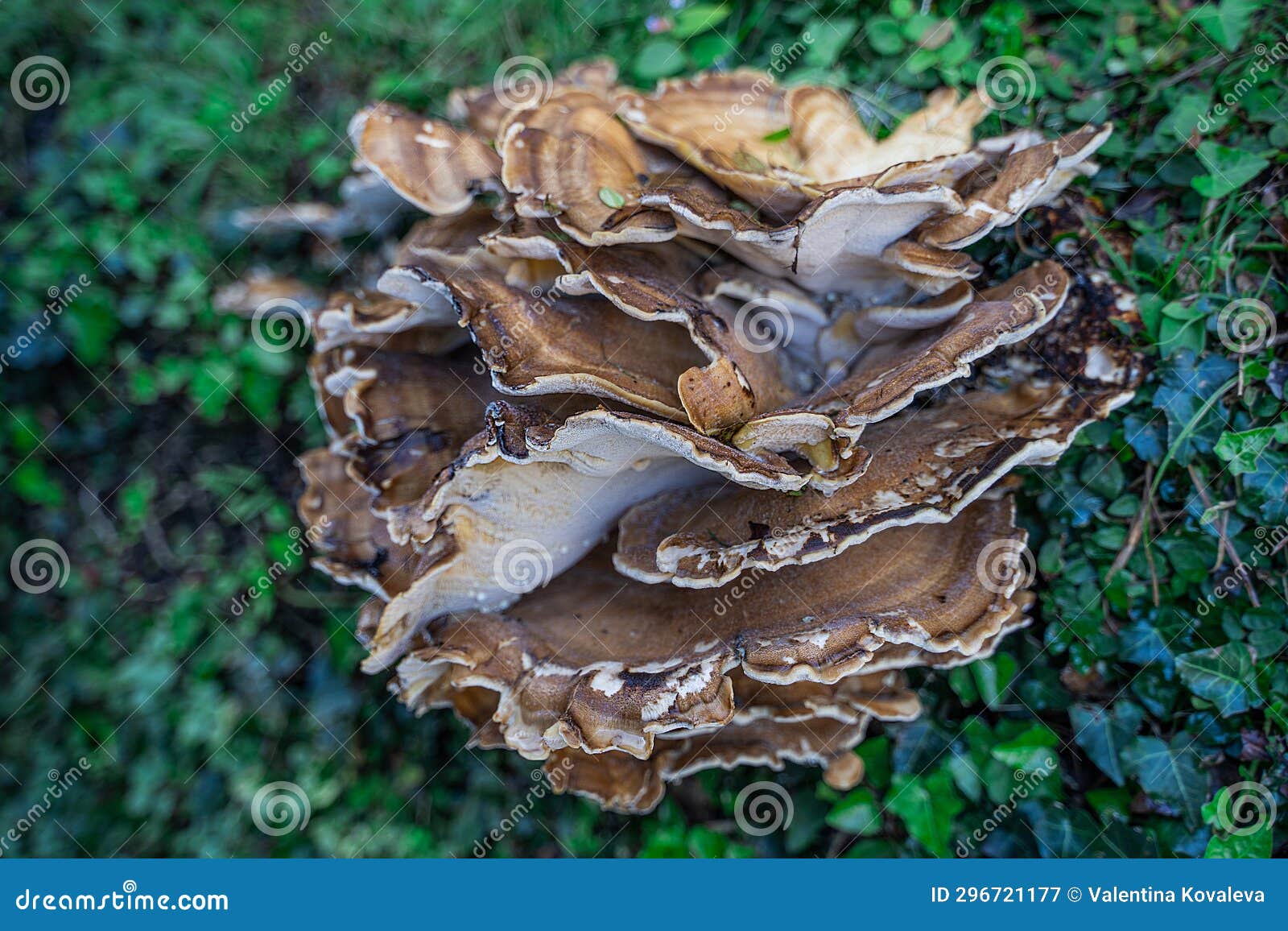 Puff Toadstool Mushroom on Green Grass Growing in the Forest Stock ...