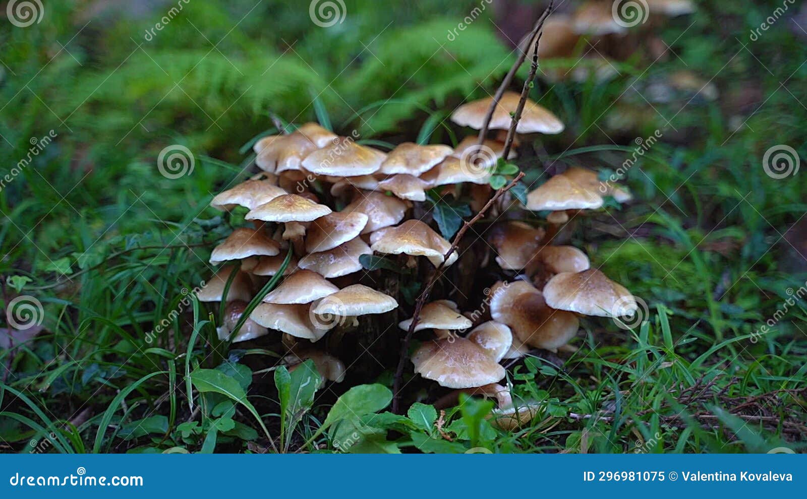 Puff Toadstool Mushroom on Green Grass Growing in the Forest Stock ...