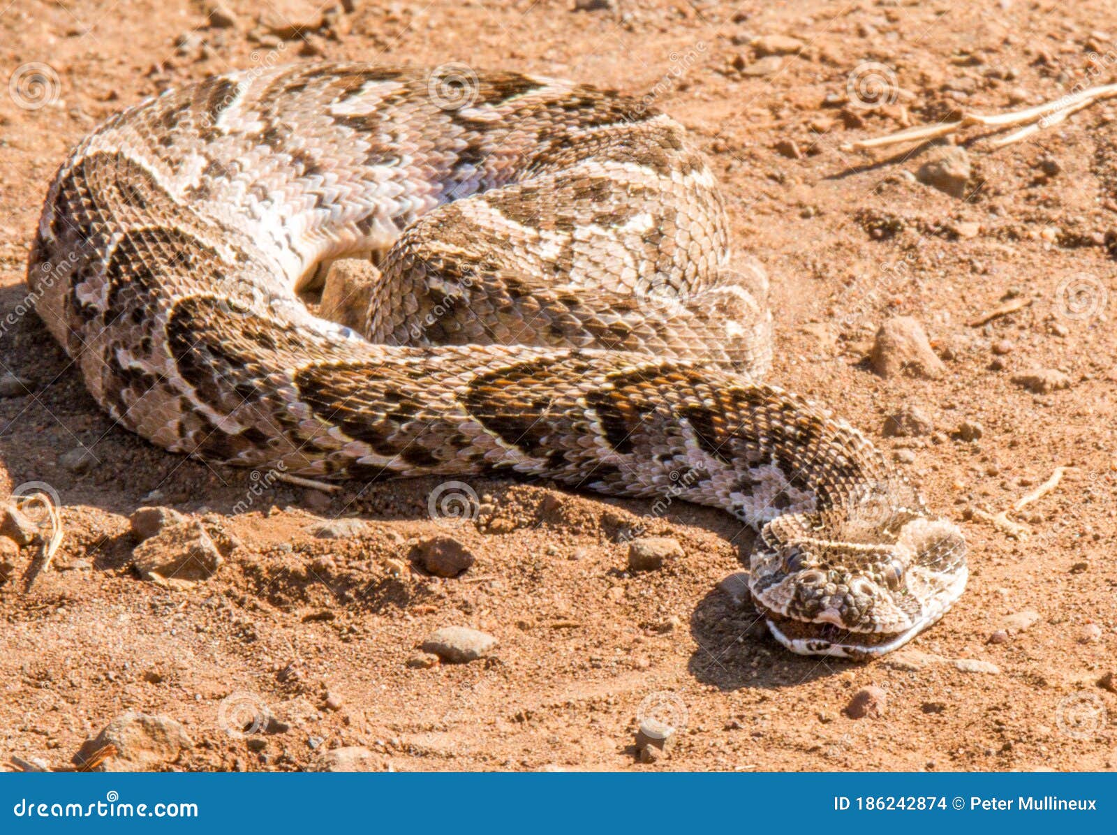 Puffadder in the Road, Kruger Park Stock Photo - Image of africa ...