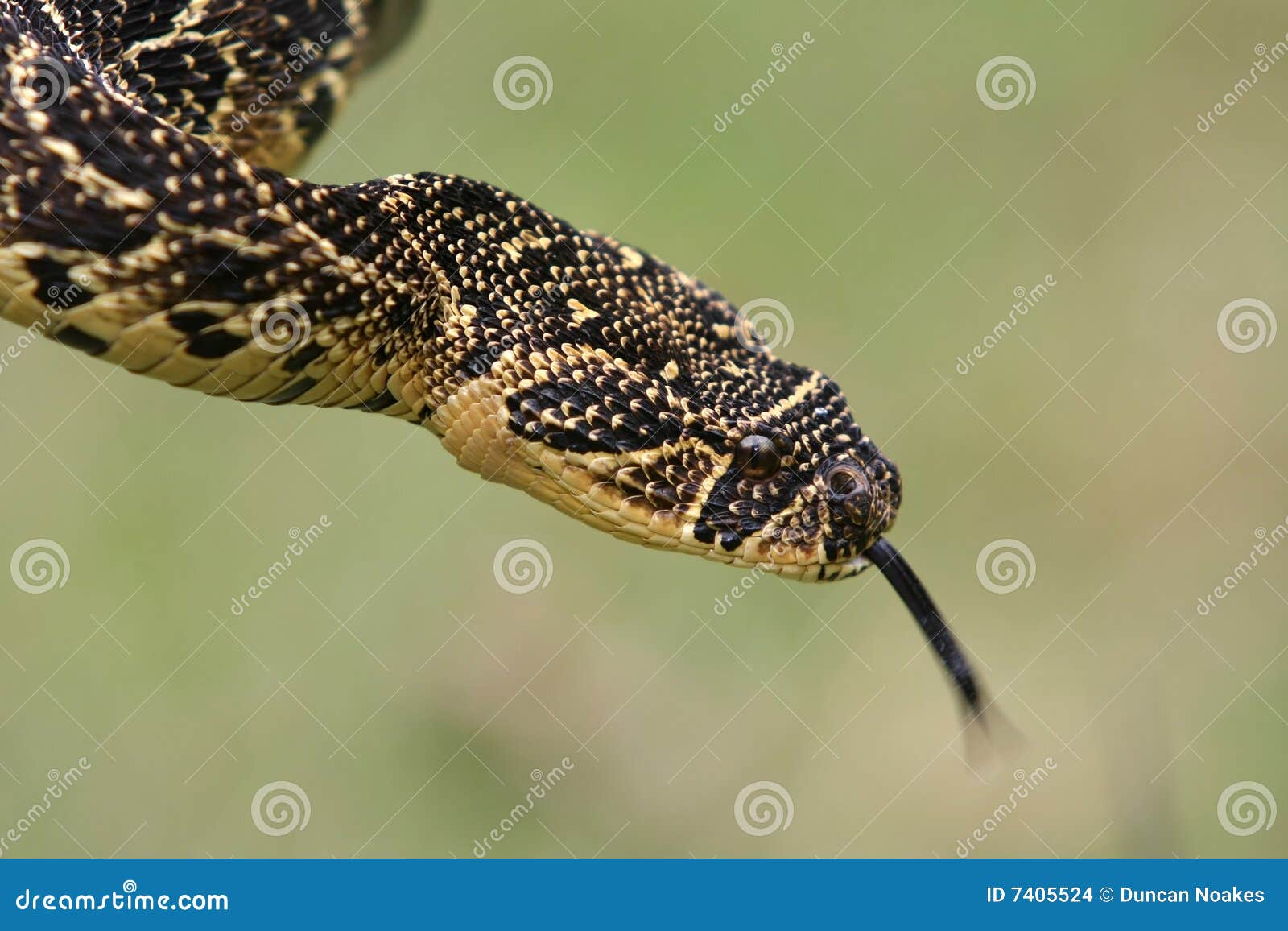 Puffadder Snake stock photo. Image of nature, poisonous - 7405524