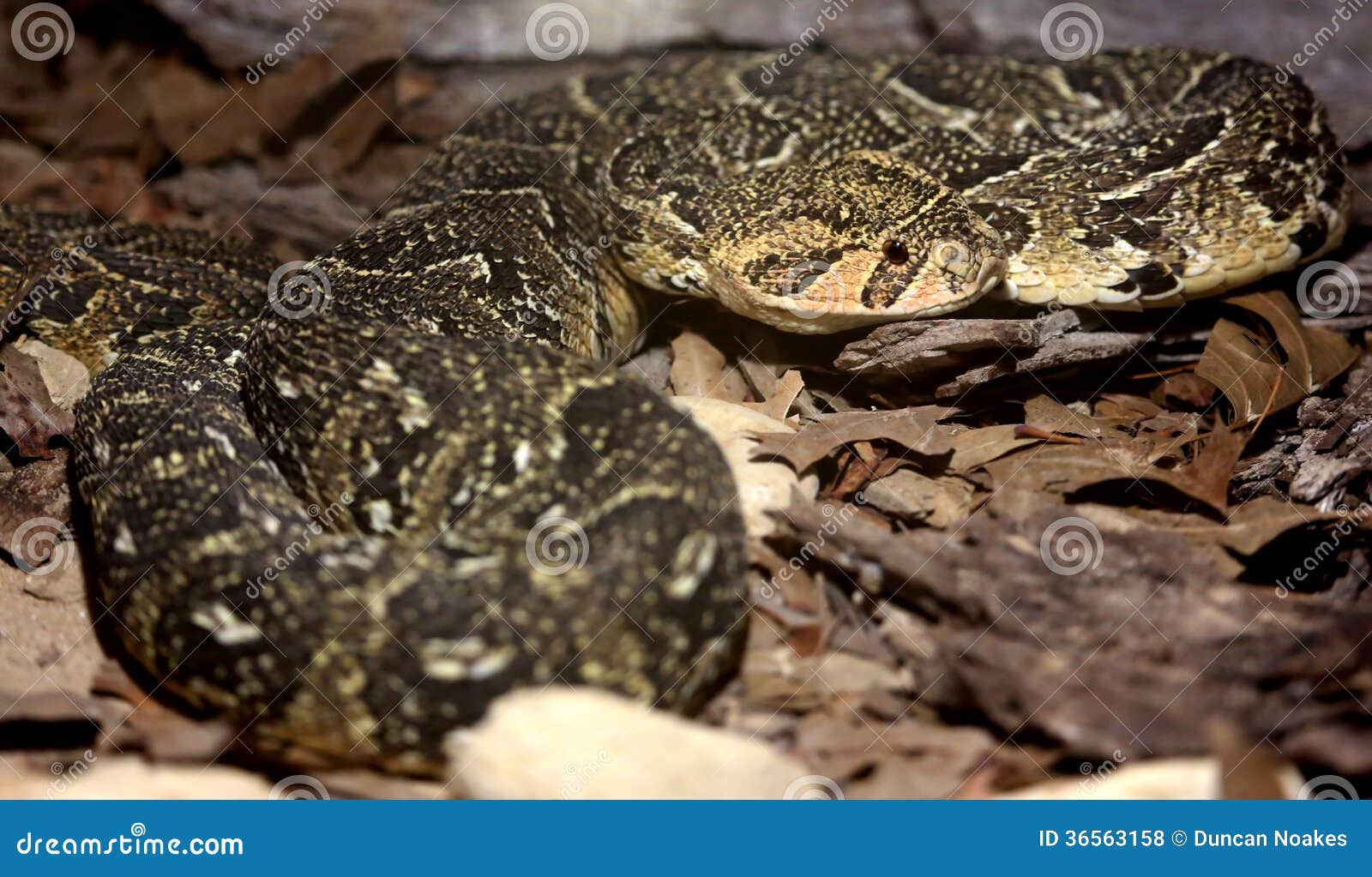 Puffadder Snake stock photo. Image of hidden, serpent - 36563158