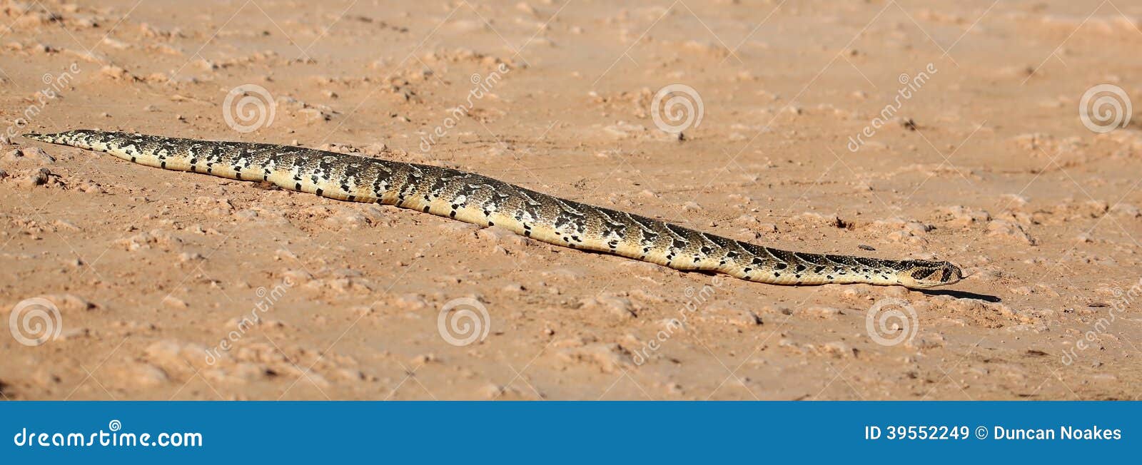 Puffader Snake Reptile stock image. Image of predator - 39552249