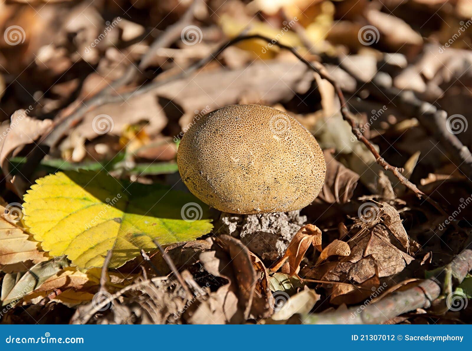 Puffball in autumn foliage stock photo. Image of pigskin - 21307012