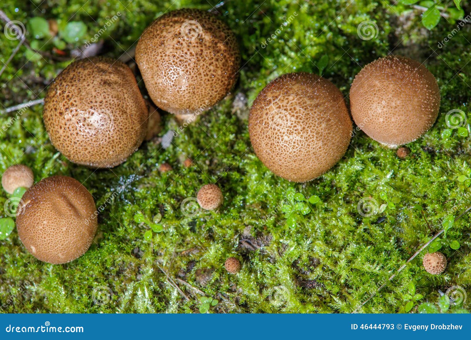 Puffball fungus on moss stock image. Image of nature - 46444793