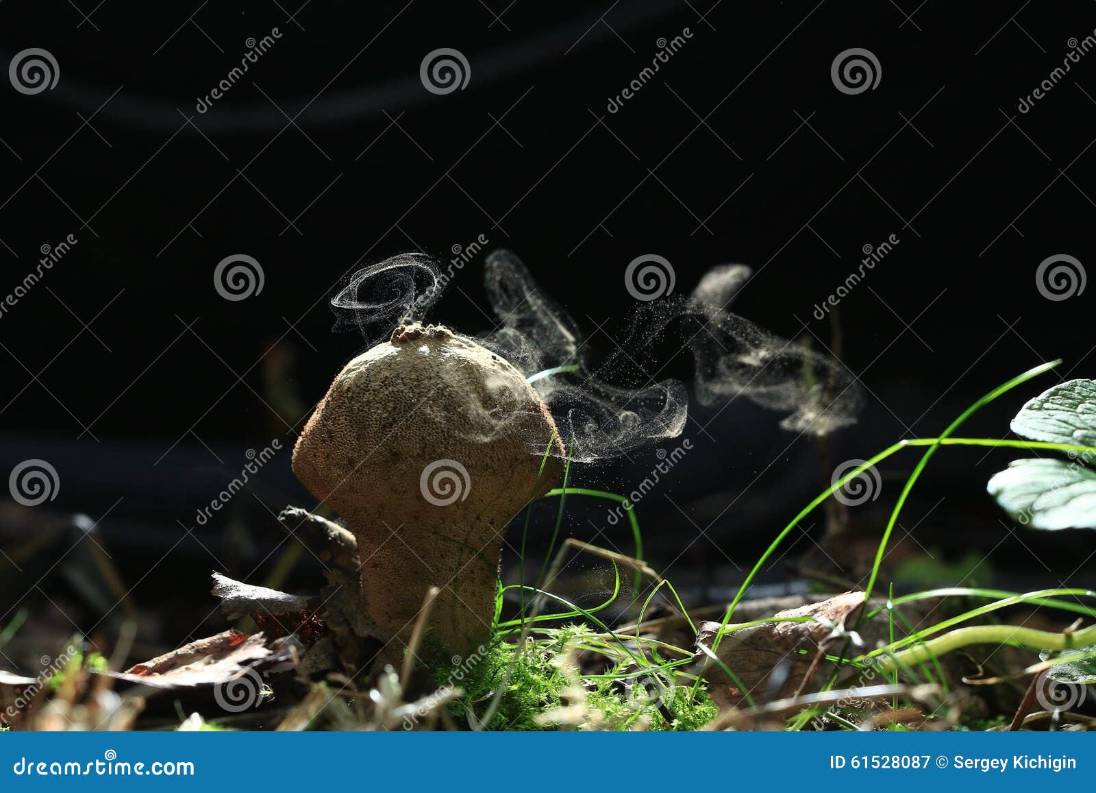 Puffball fungus spores stock image. Image of horizontal - 61528087