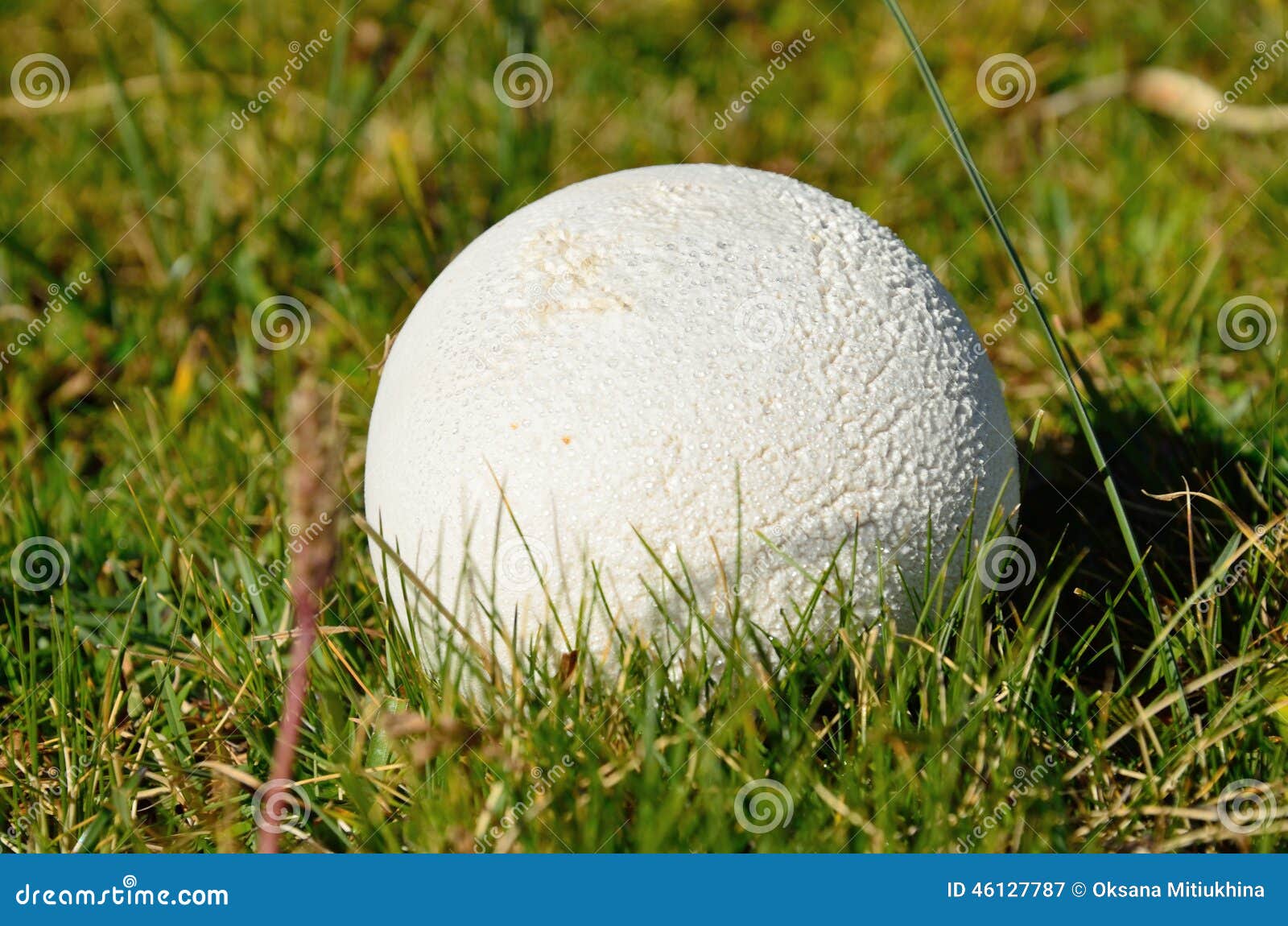 Puffball in the Green Grass Stock Image - Image of edible, wild: 46127787
