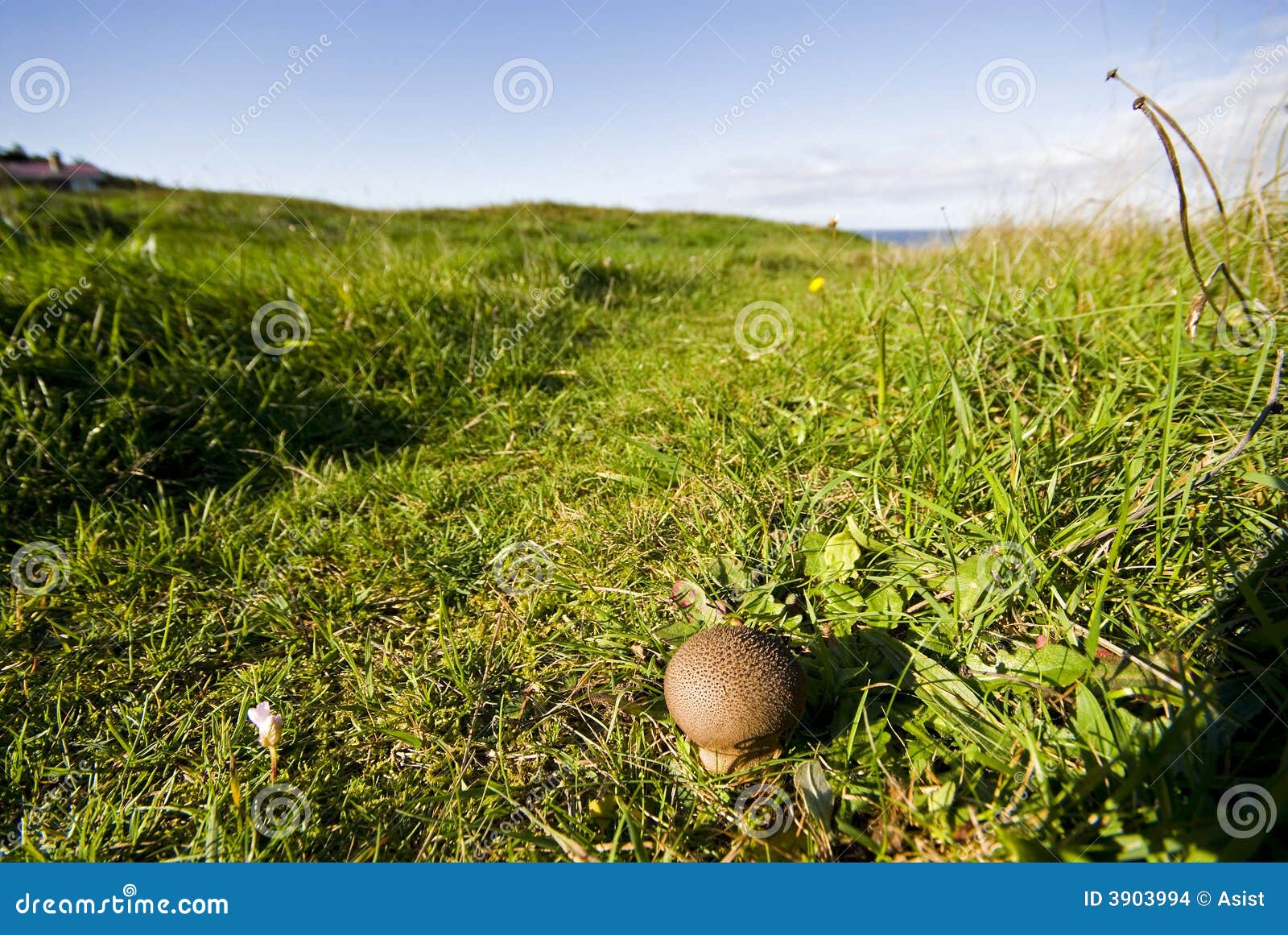 Puffball Growing in the Field Stock Photo - Image of mushroom, grassy ...