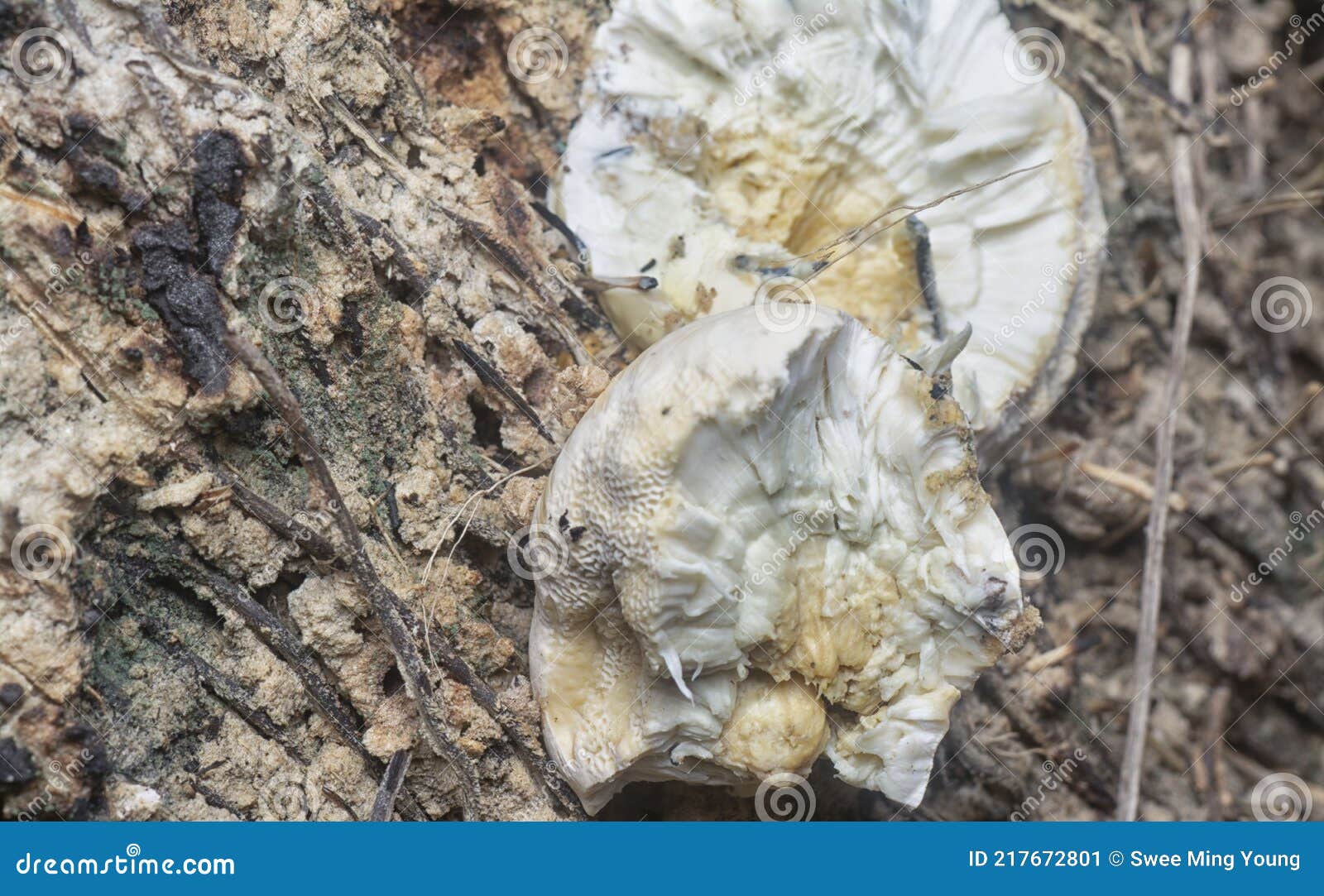 Puffball Like-mushroom Sprouting from the Decay Trunk Stock Image ...