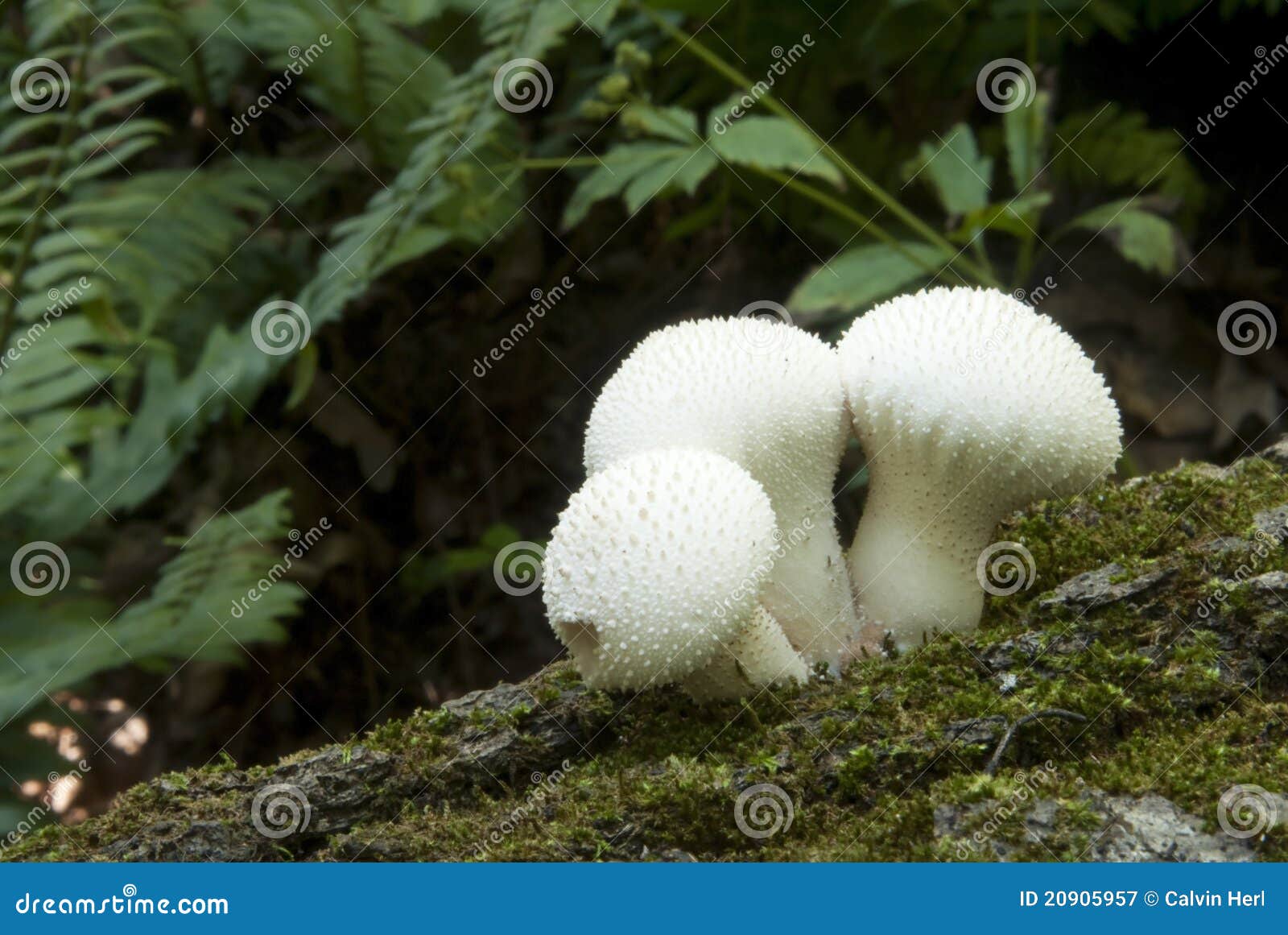 Puffball Mushroom stock image. Image of mushroom, fungi - 20905957