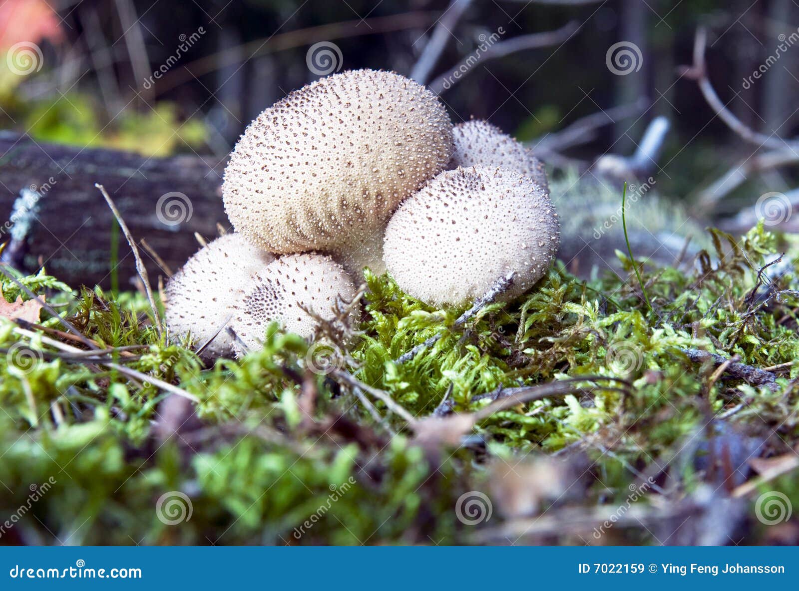 Puffball mushroom stock image. Image of edible, nature - 7022159