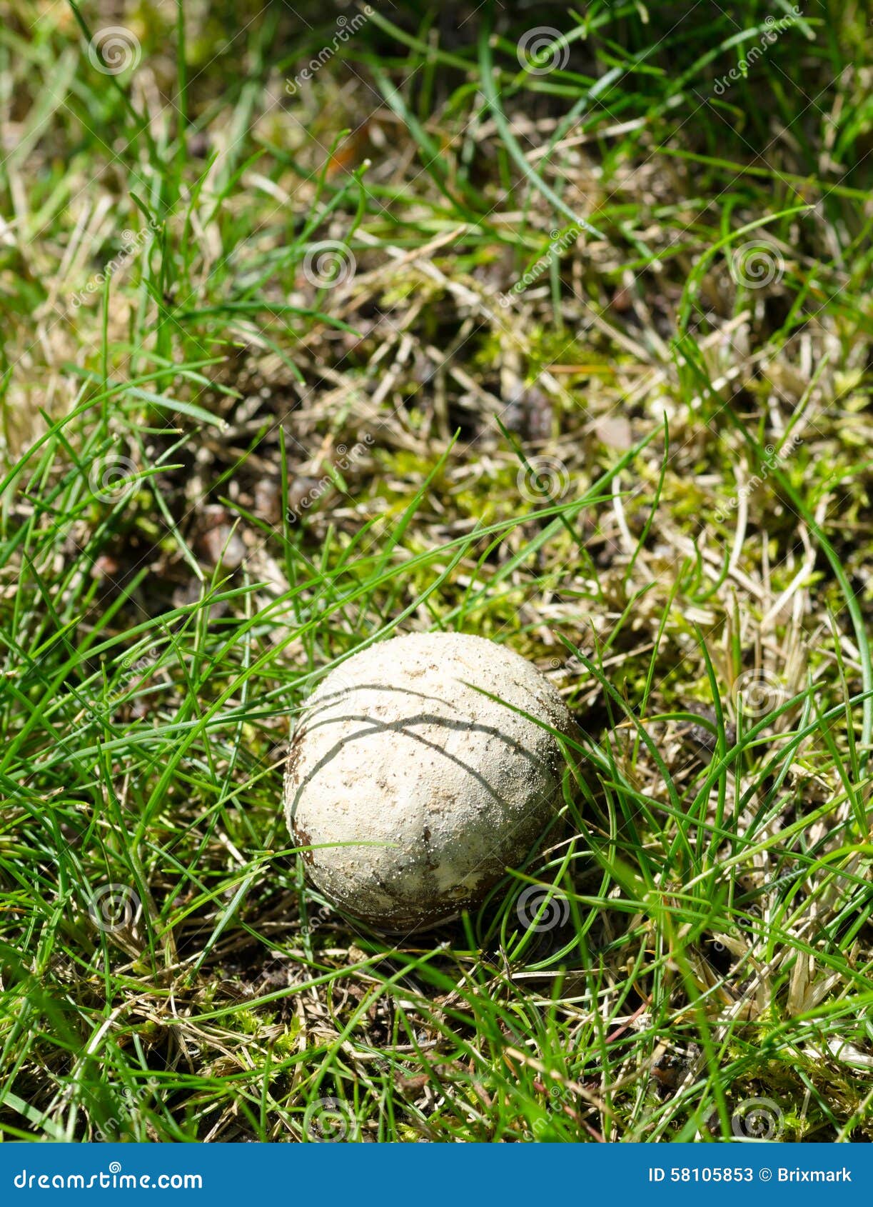 Puffball mushroom stock image. Image of green, garden - 58105853