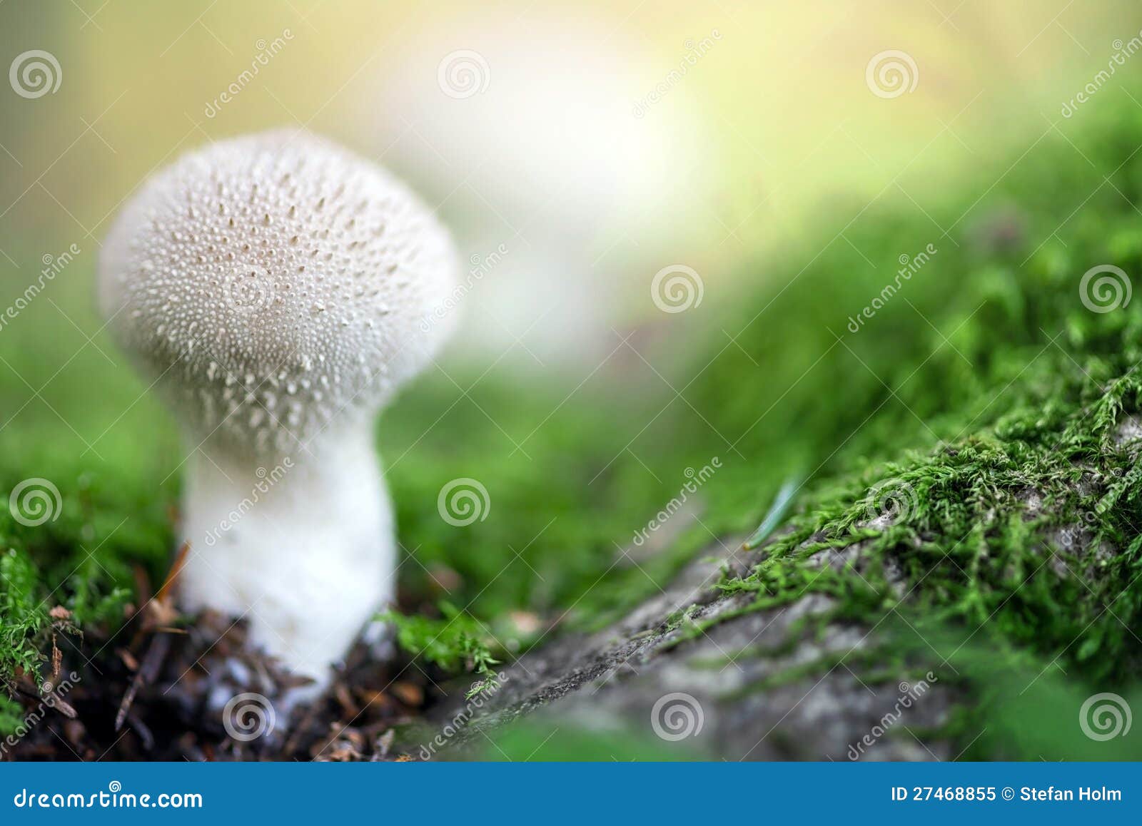Puffball Mushroom on Green Moss Stock Image - Image of green, common ...