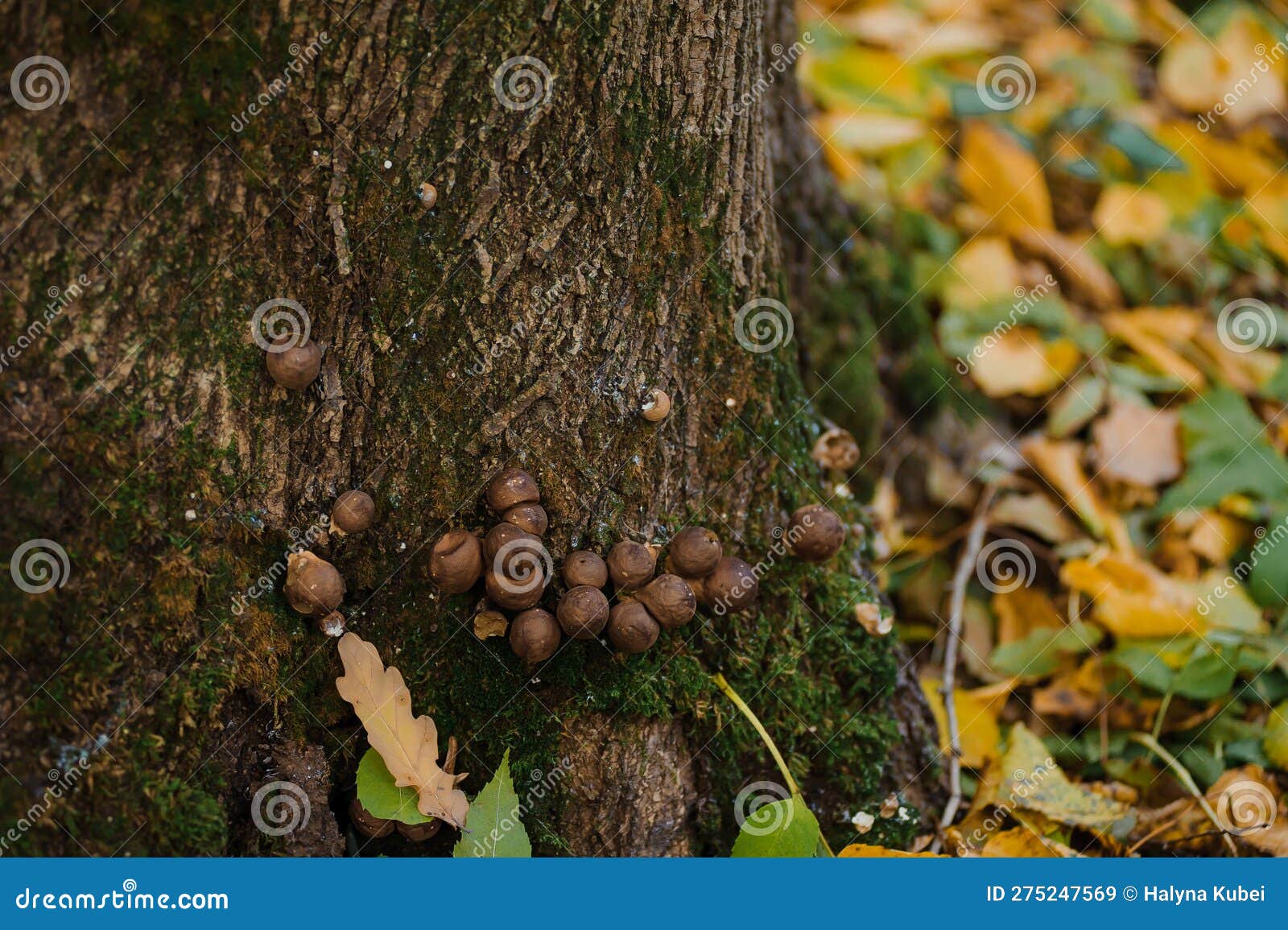 Puffball Mushroom Grows on a Tree in the Autumn Forest Stock Image ...