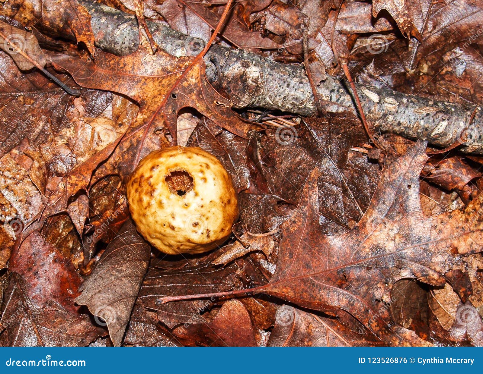 Puffball-Pilz Basidiomycota Stockfoto - Bild von giftpilz, pilze: 123526876