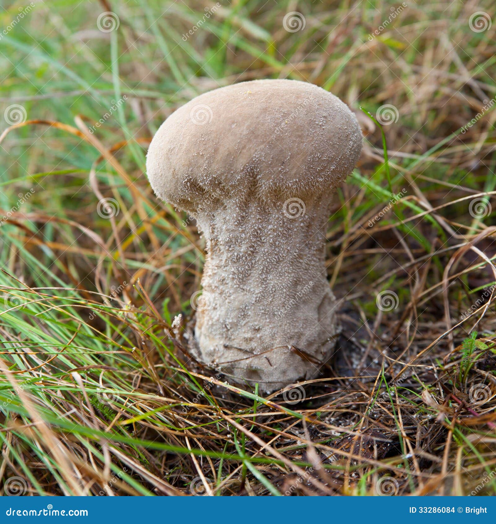 Puffball stock photo. Image of nature, young, autumn - 33286084