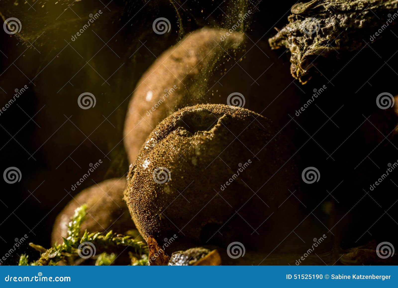 Active Puffballs Stock Photos - Free & Royalty-Free Stock Photos from ...