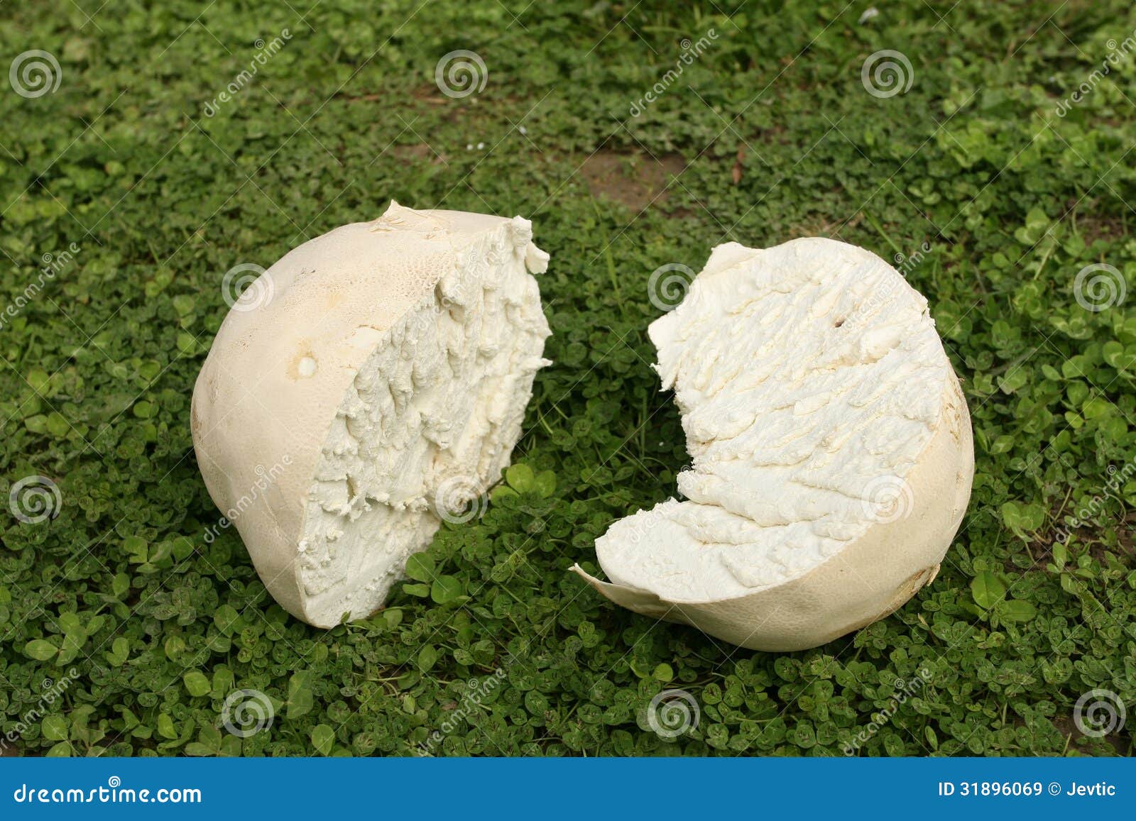 Puffballs imagen de archivo. Imagen de salud, comida - 31896069