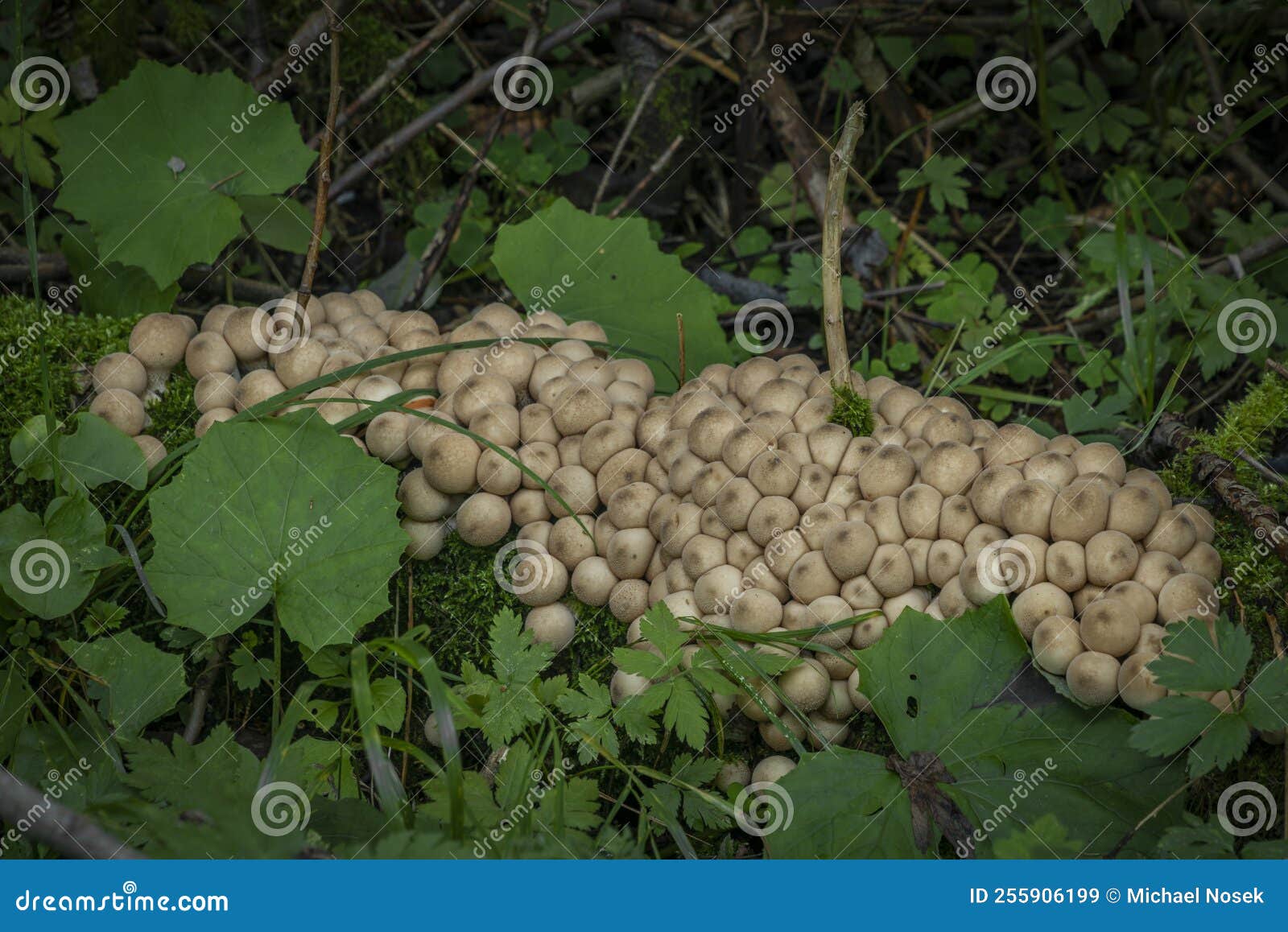Puffballs on Old Tree in Green Leafs in Mountains Summer Evening Stock ...