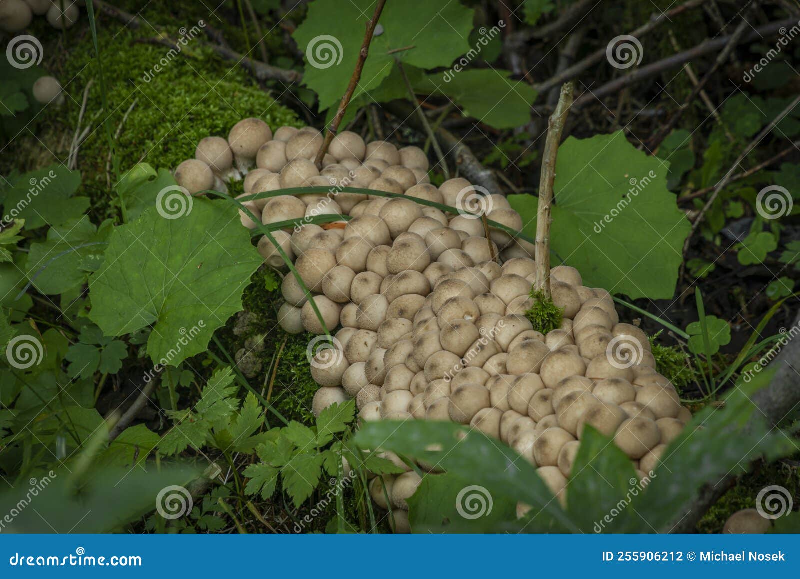 Puffballs on Old Tree in Green Leafs in Mountains Summer Evening Stock ...