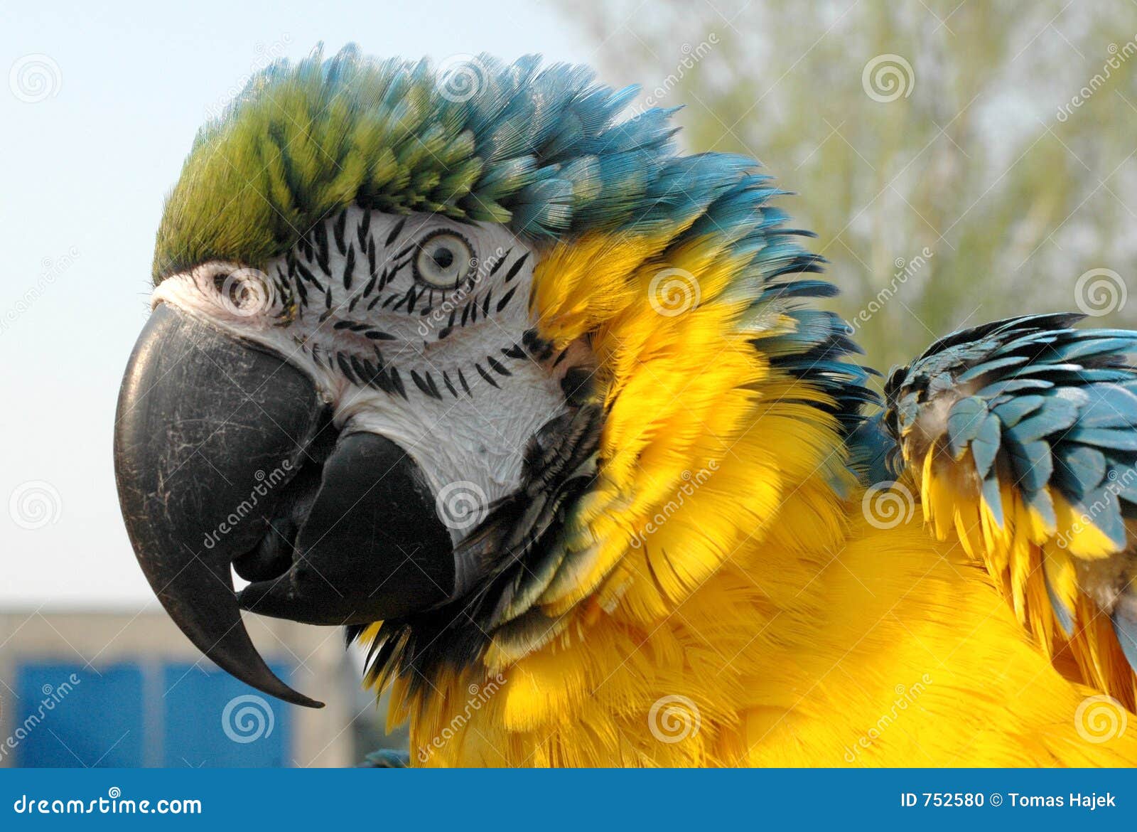 Puffed-out Blue and Gold Macaw Stock Photo - Image of head, ararauna ...