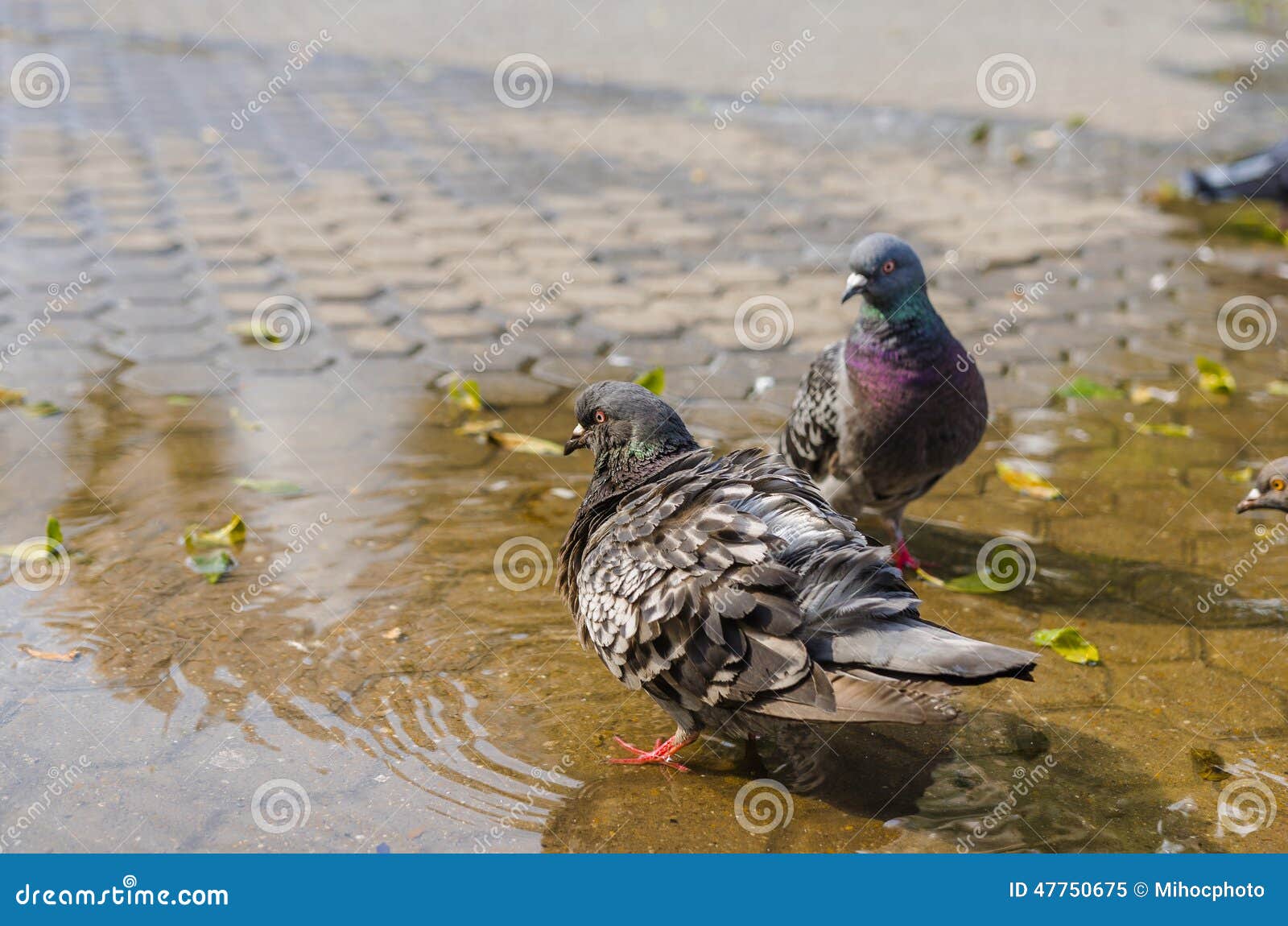Puffed pigeon in water stock image. Image of fountain - 47750675